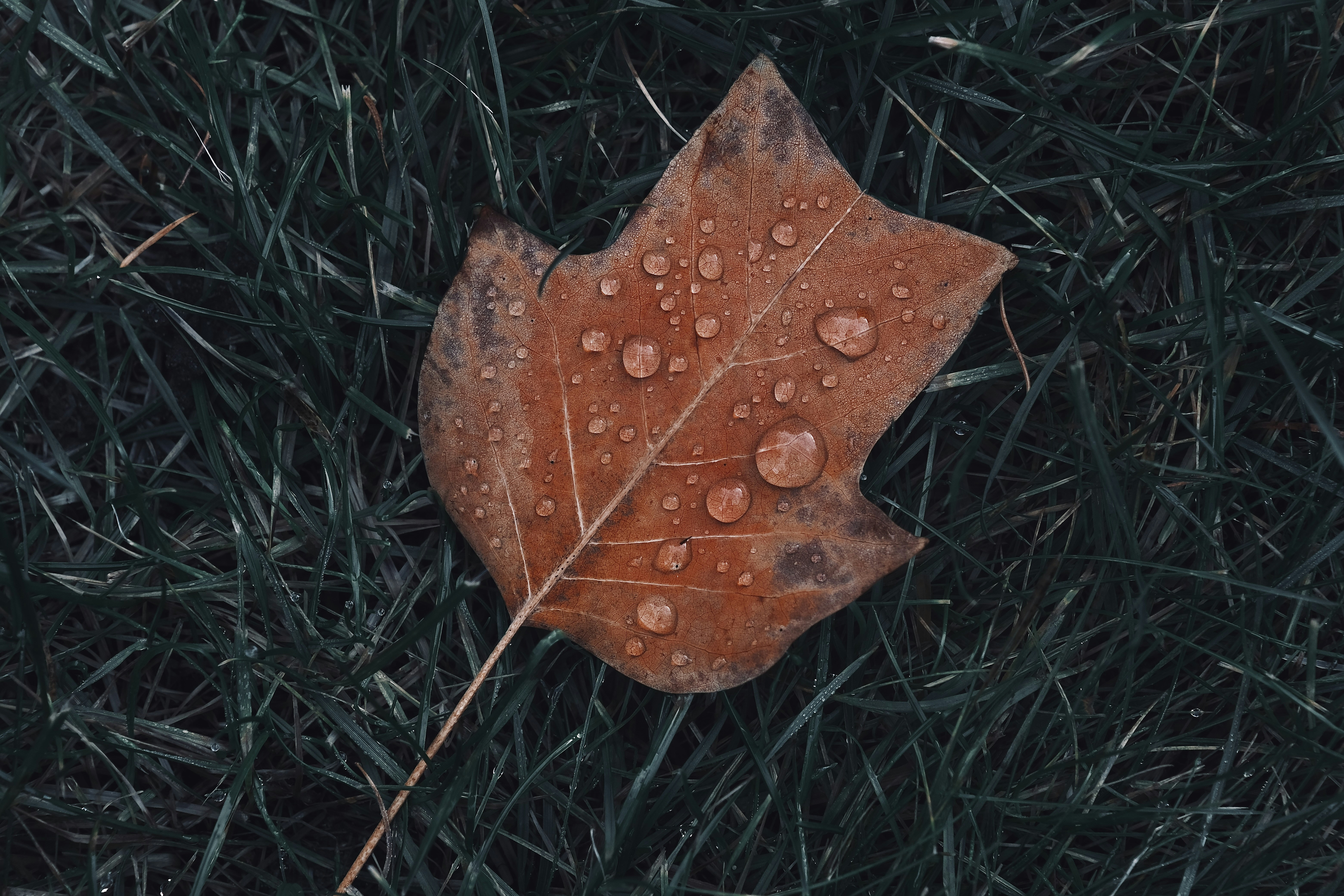 Dew Beads on a solitary autumn leaf in shadowed grass