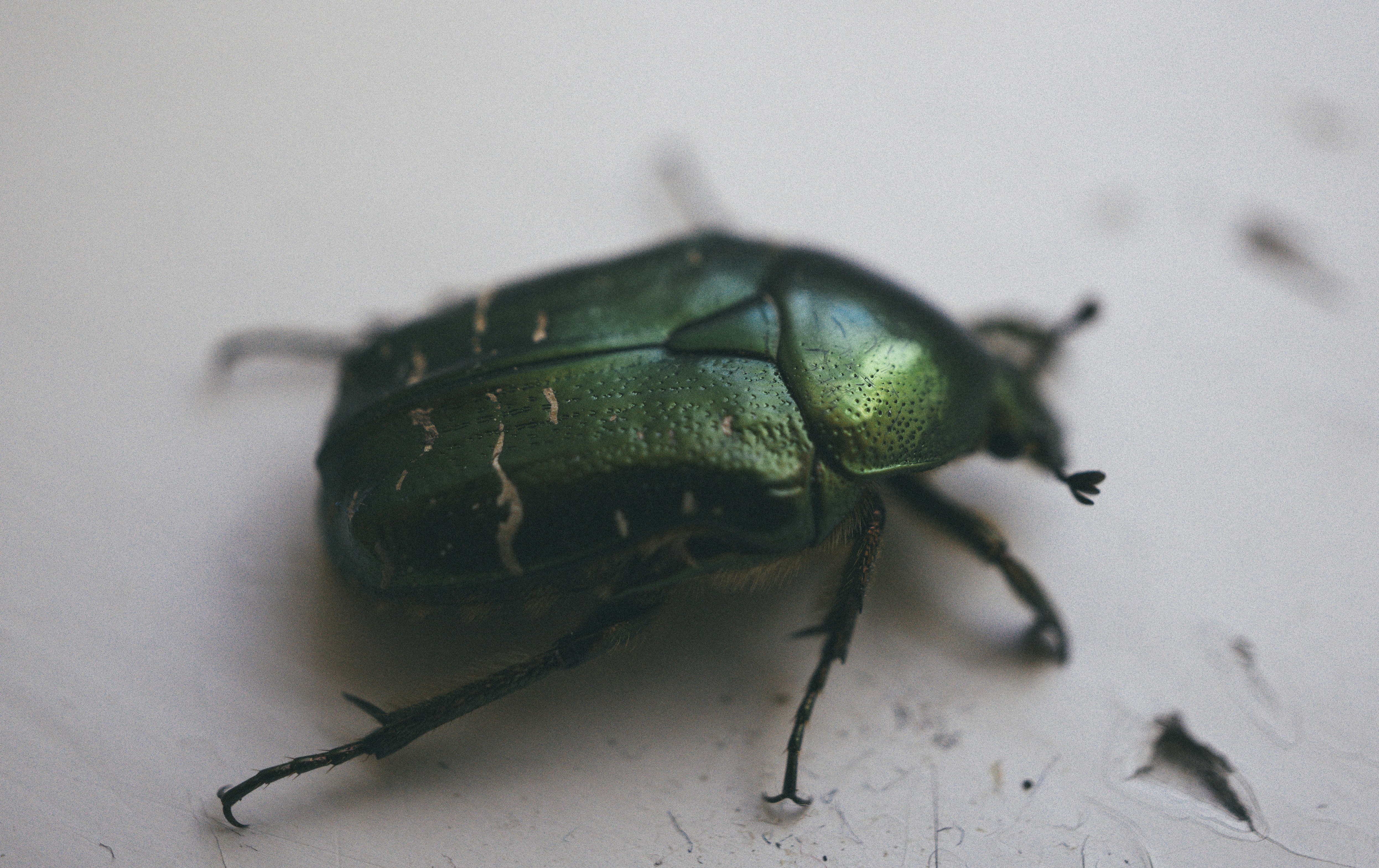 A close up of a green bug on a white surface photo – Free Insect Image ...