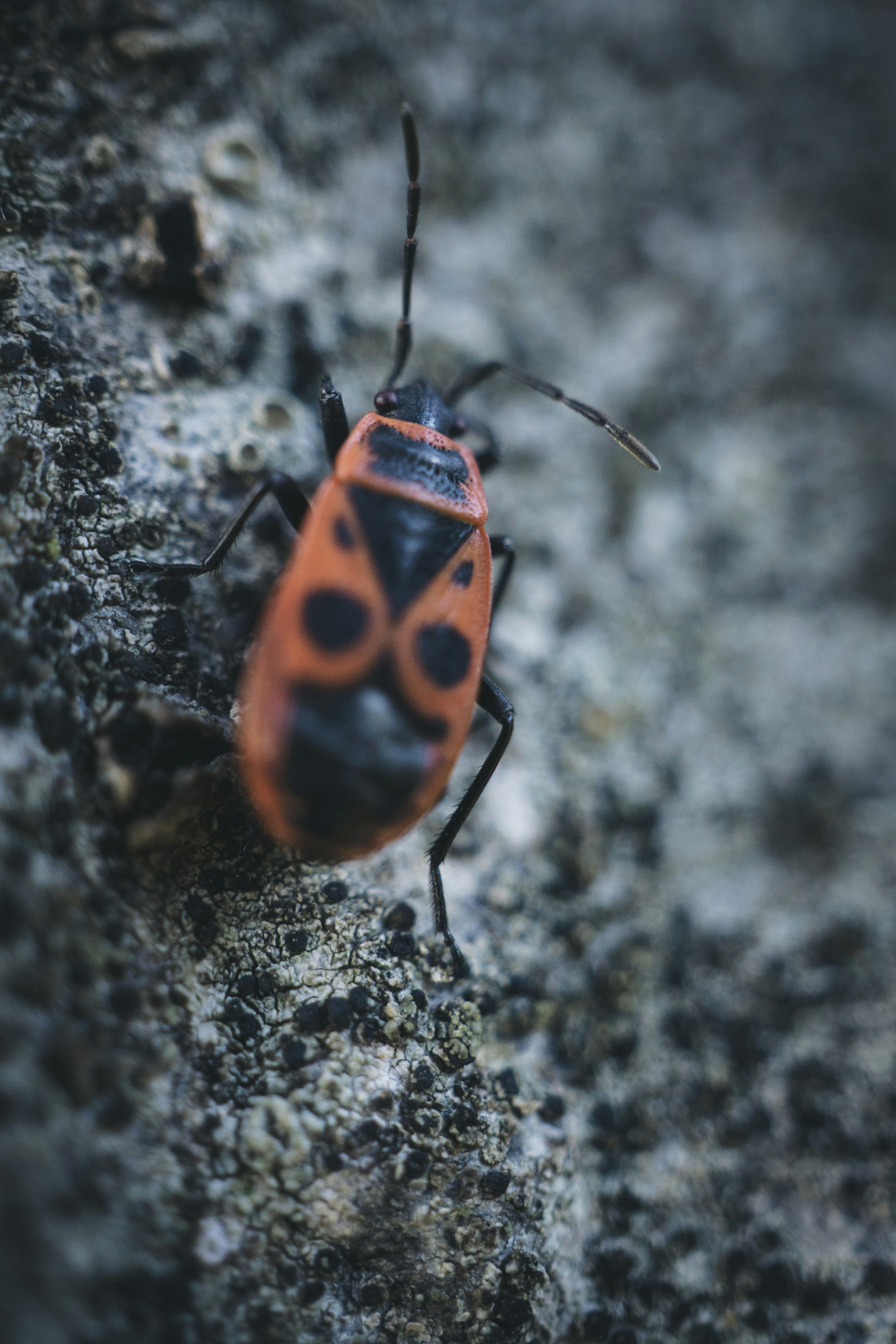 Orange-Black Beetle on Rough Bark: A Close-Up Study in Color and Texture