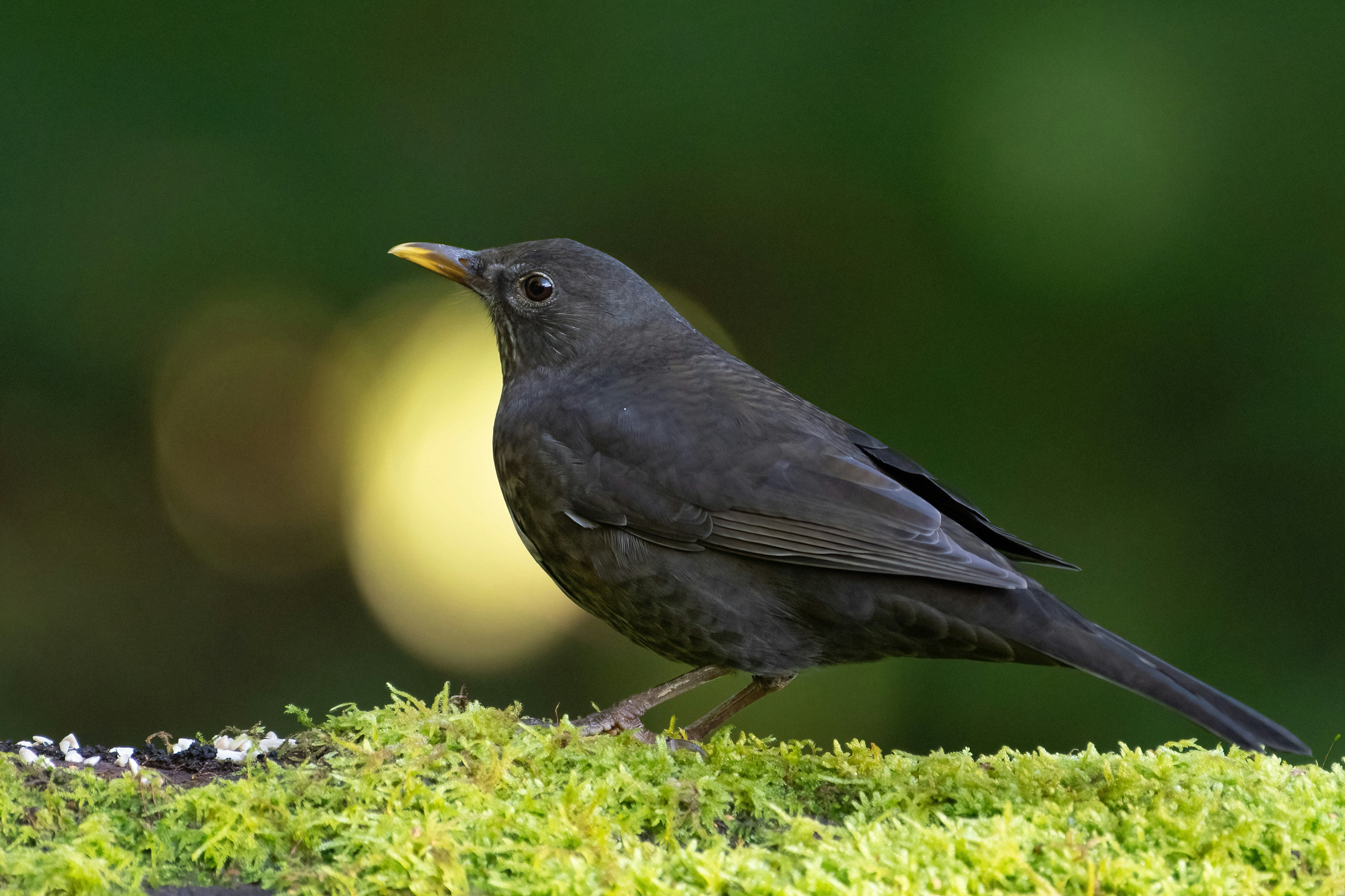 a small black bird sitting on a mossy surface