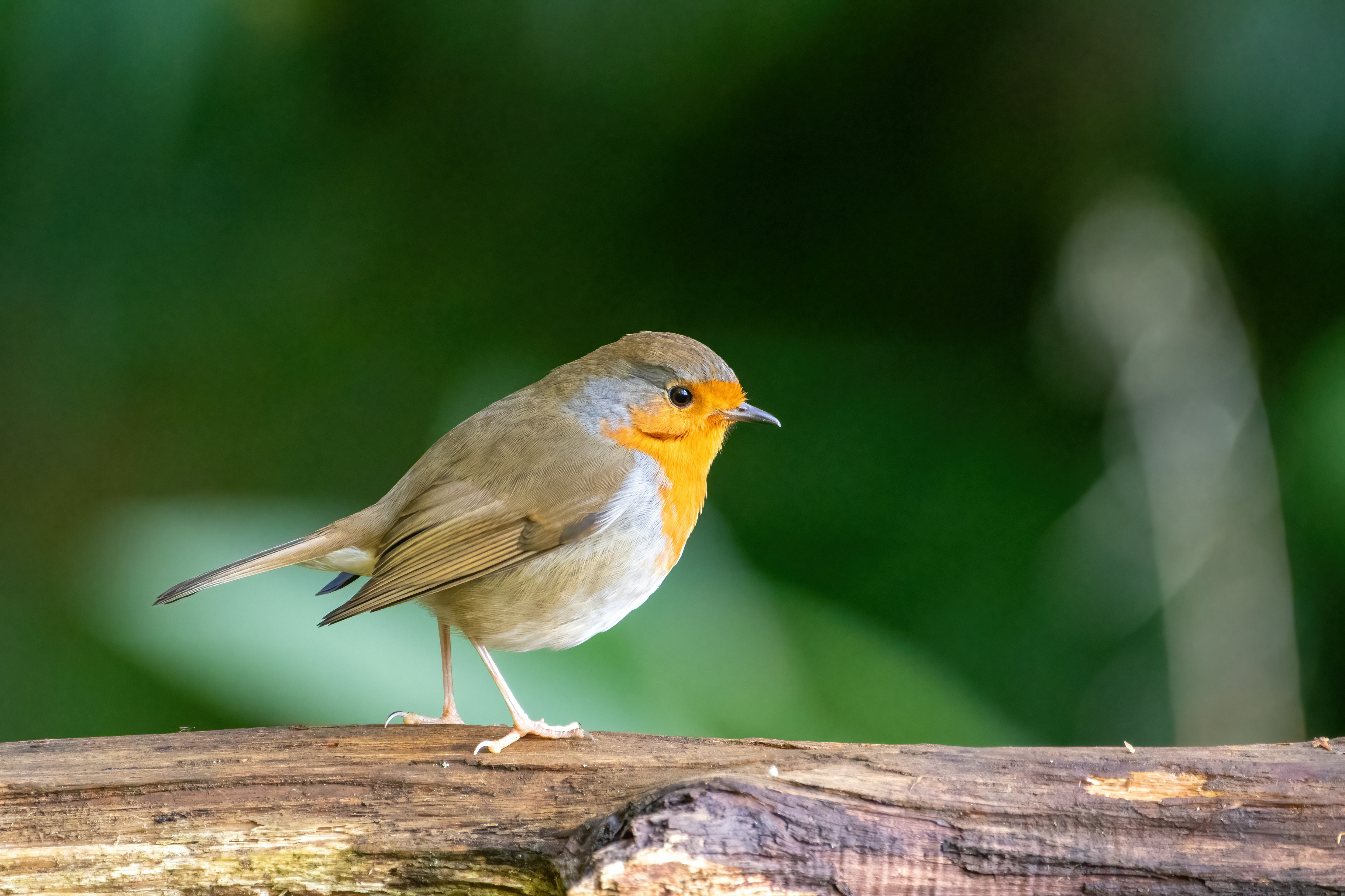 Robin on a Weathered Log: A Quiet Perch in Green Light