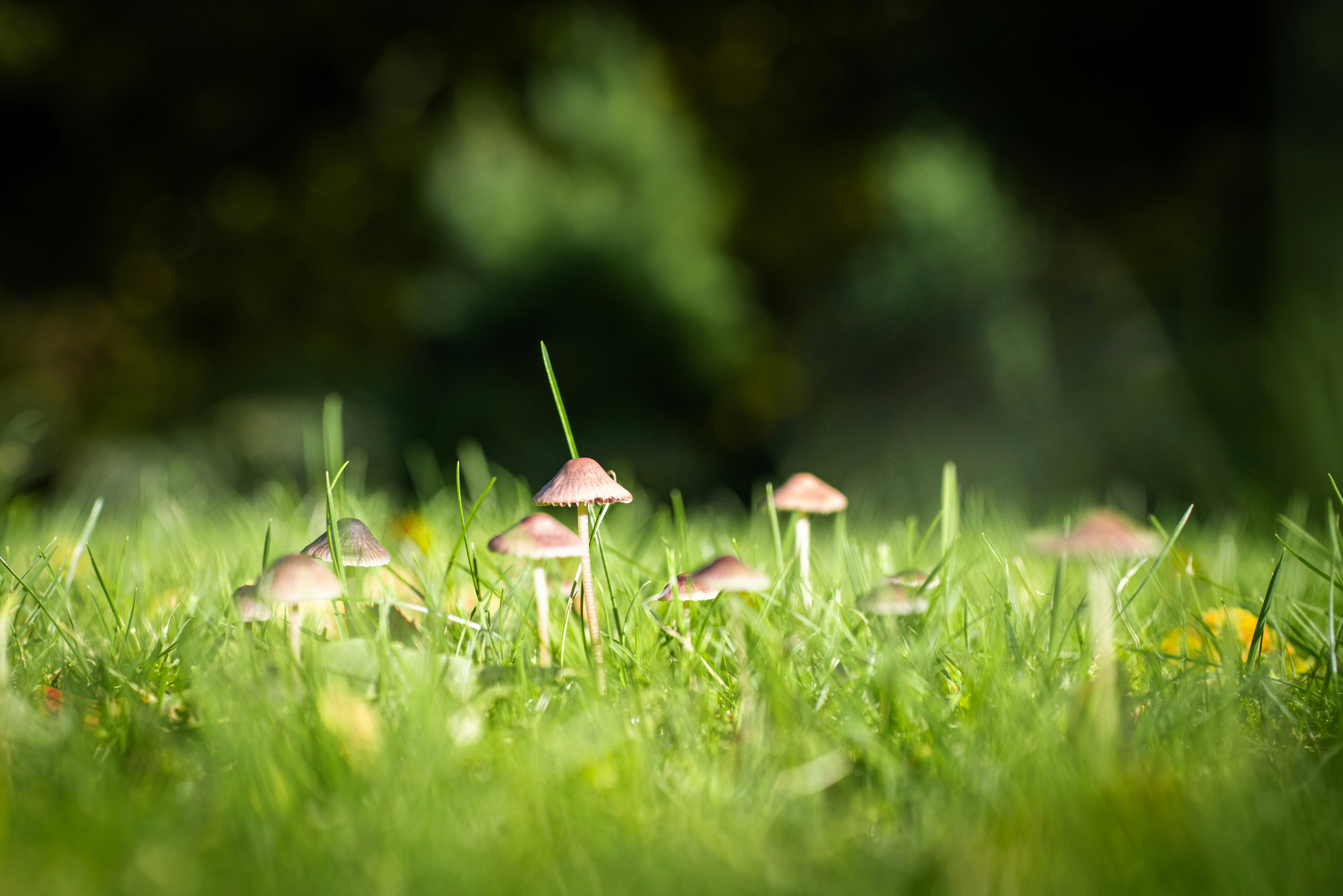 Close-up photograph of delicate mushrooms emerging from sunlit grass, with a softly blurred, dark background.