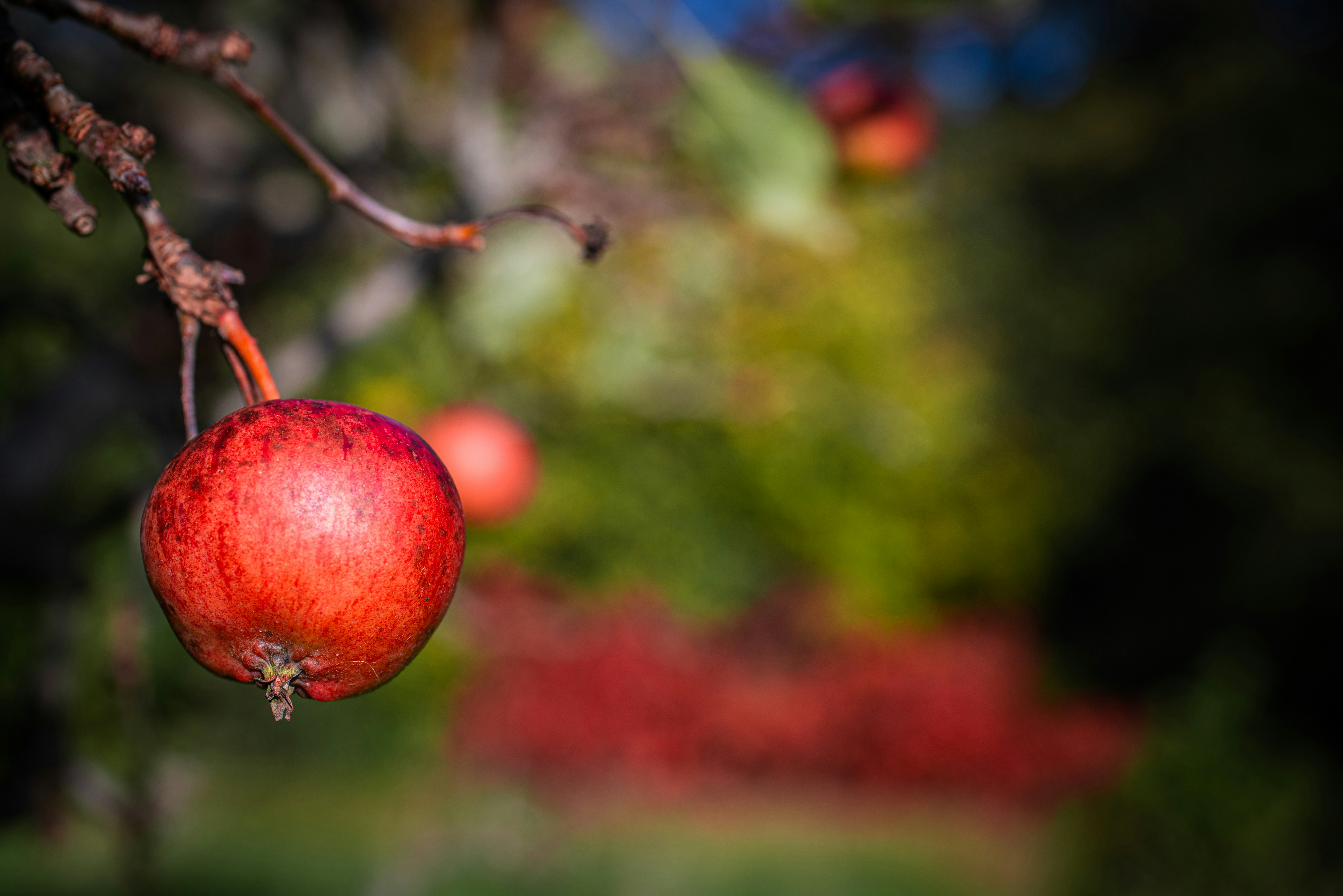 A red apple hanging from a tree branch photo – Free Autumn Image on ...