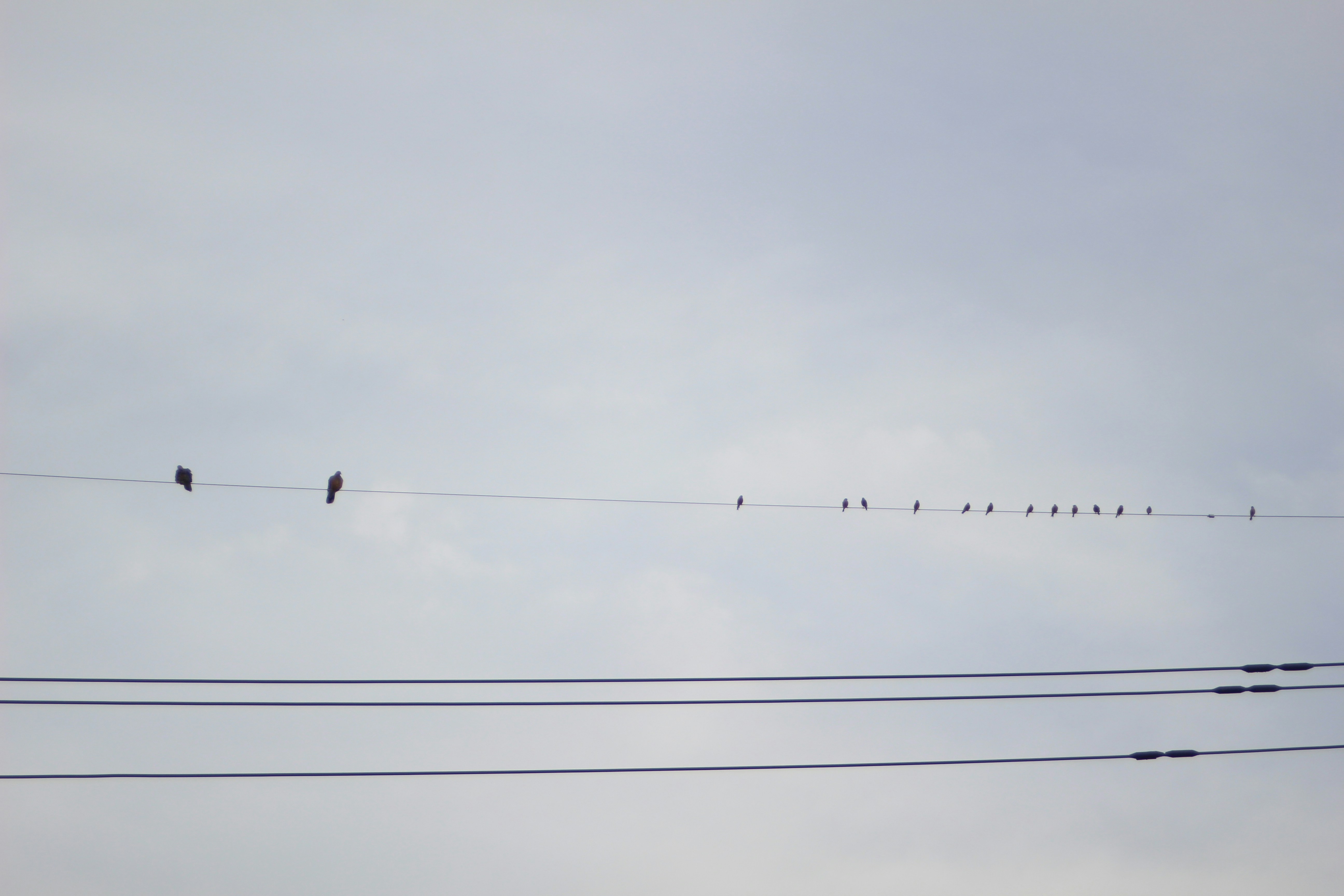 Line of Quiet Voices on a Pale Sky