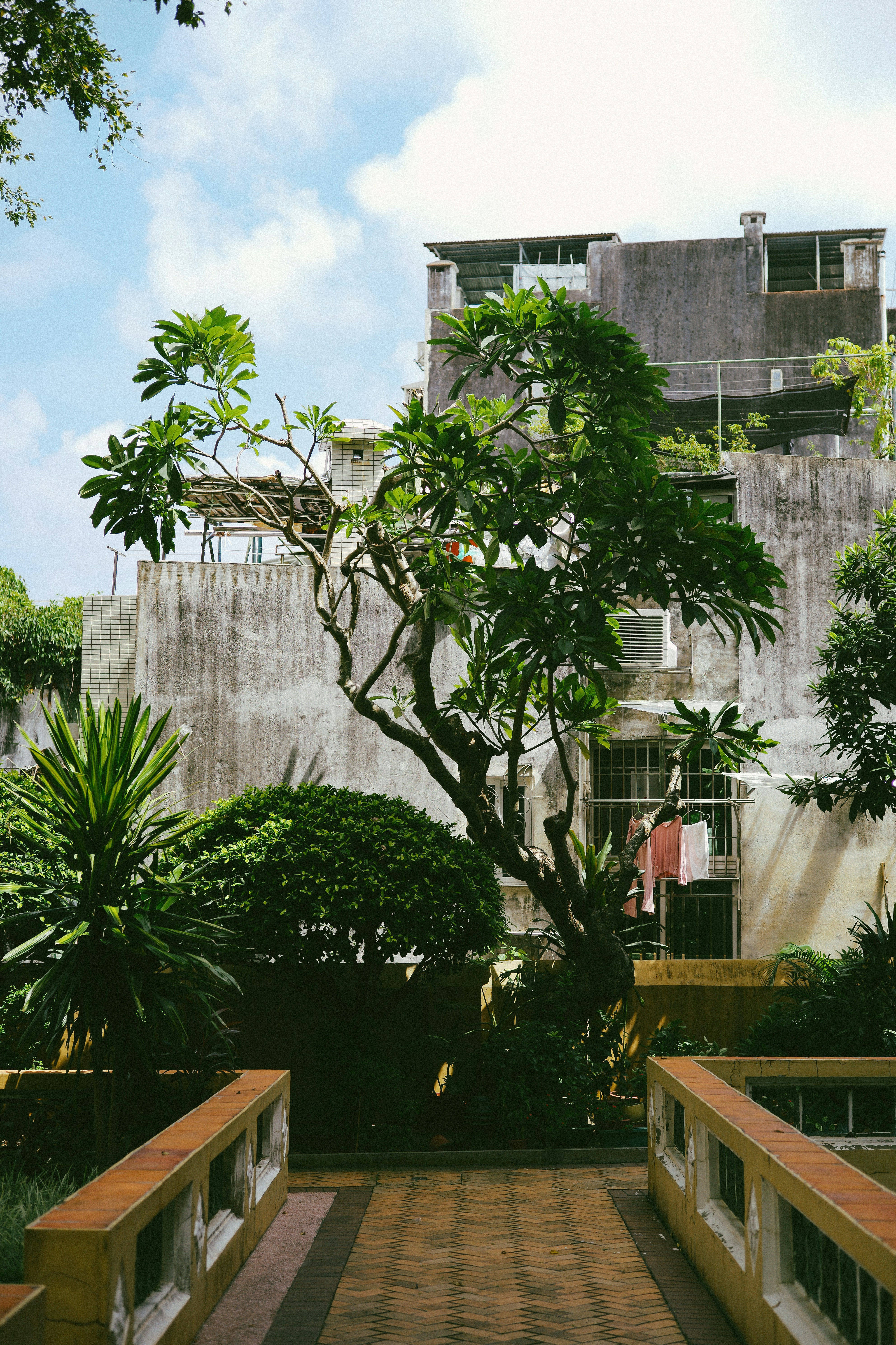 Courtyard Arbor: A Tree Standing Between Concrete Walls