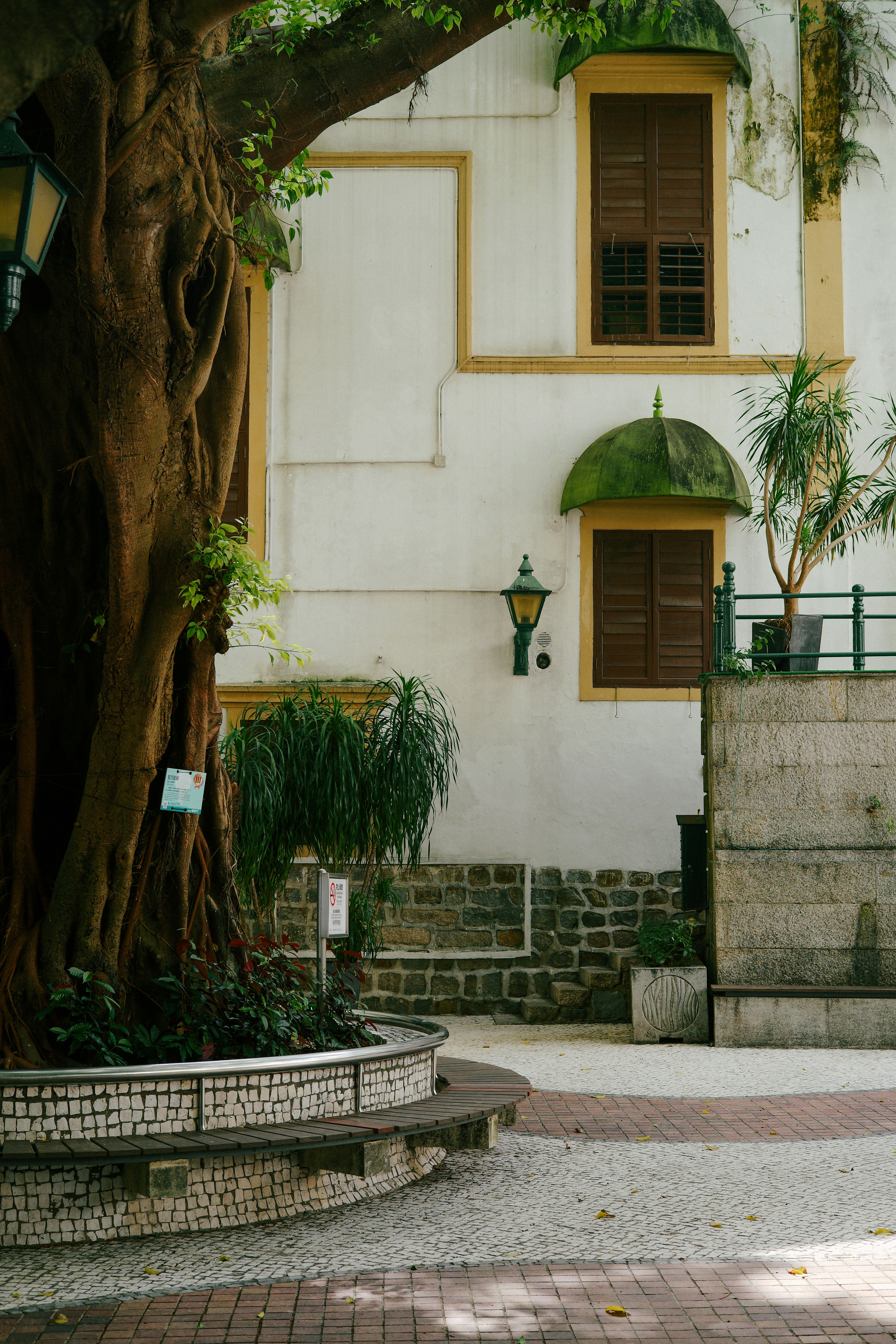 Un gran árbol frente a un edificio blanco foto – Imagen de Ciudad ...