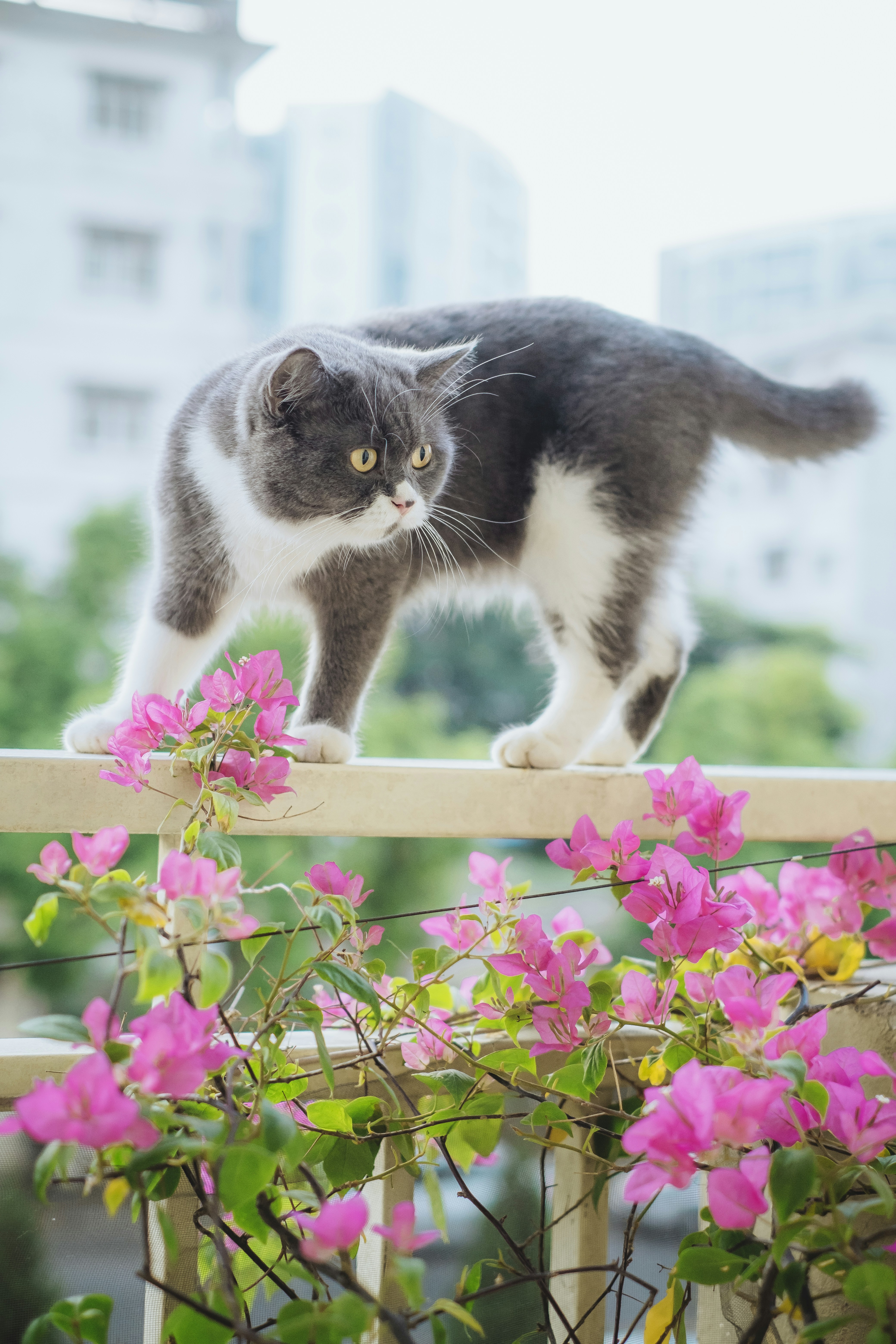 Balance on Blooming Railing: A Cat in a Sunlit Balcony