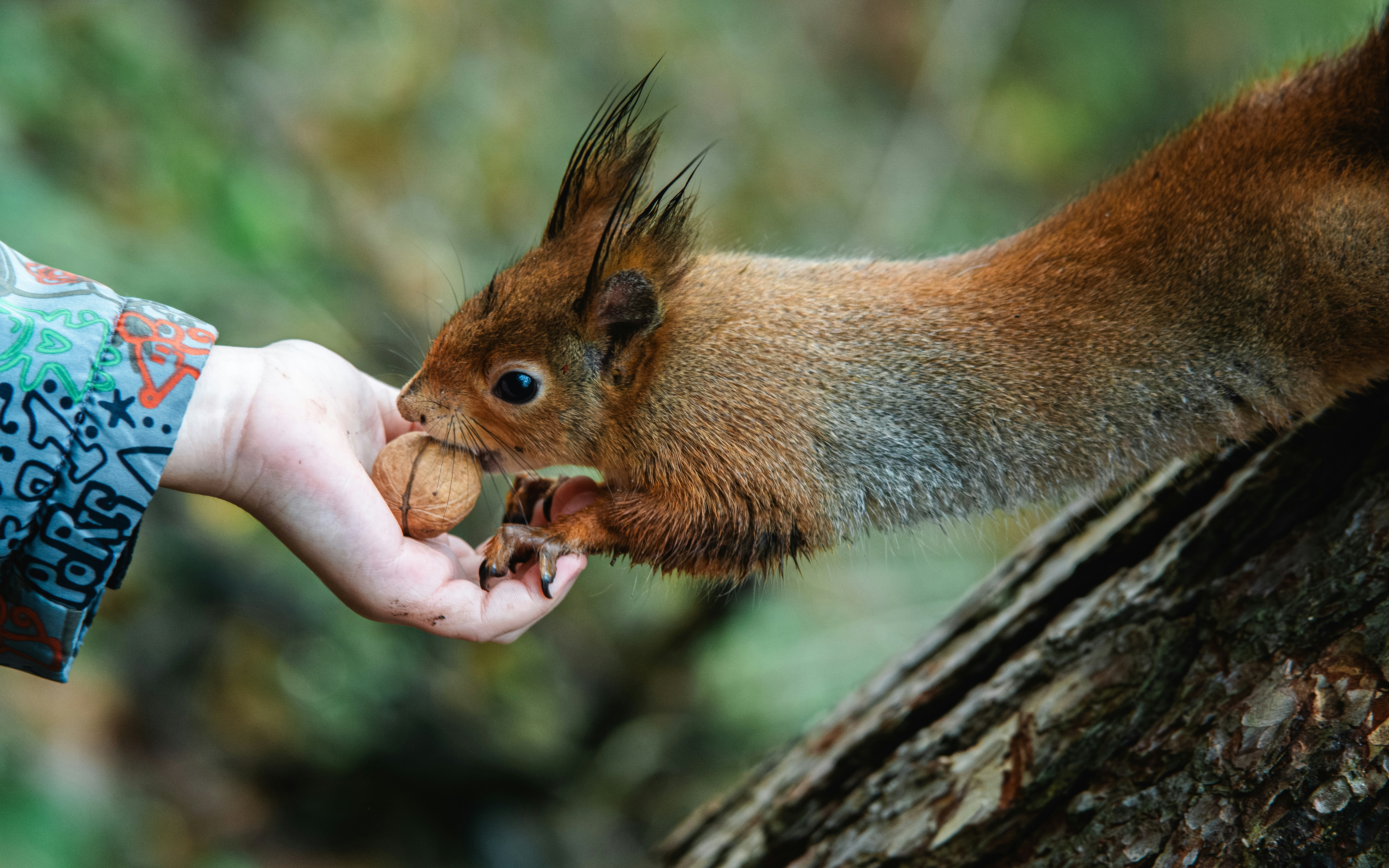 Palm-to-Squirrel: Nut Exchange in a Forest Glade
