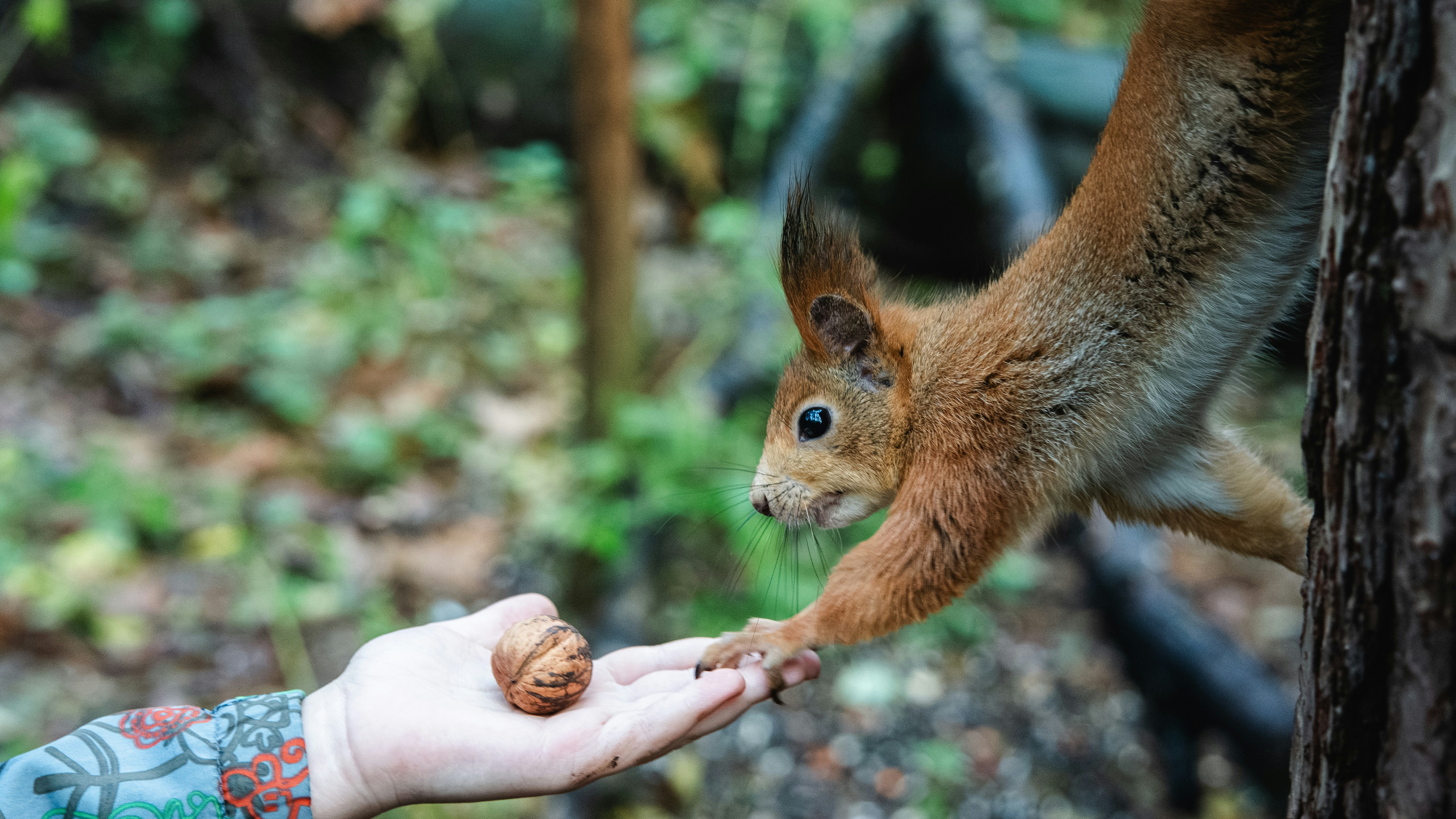 a squirrel is reaching out to a person's hand