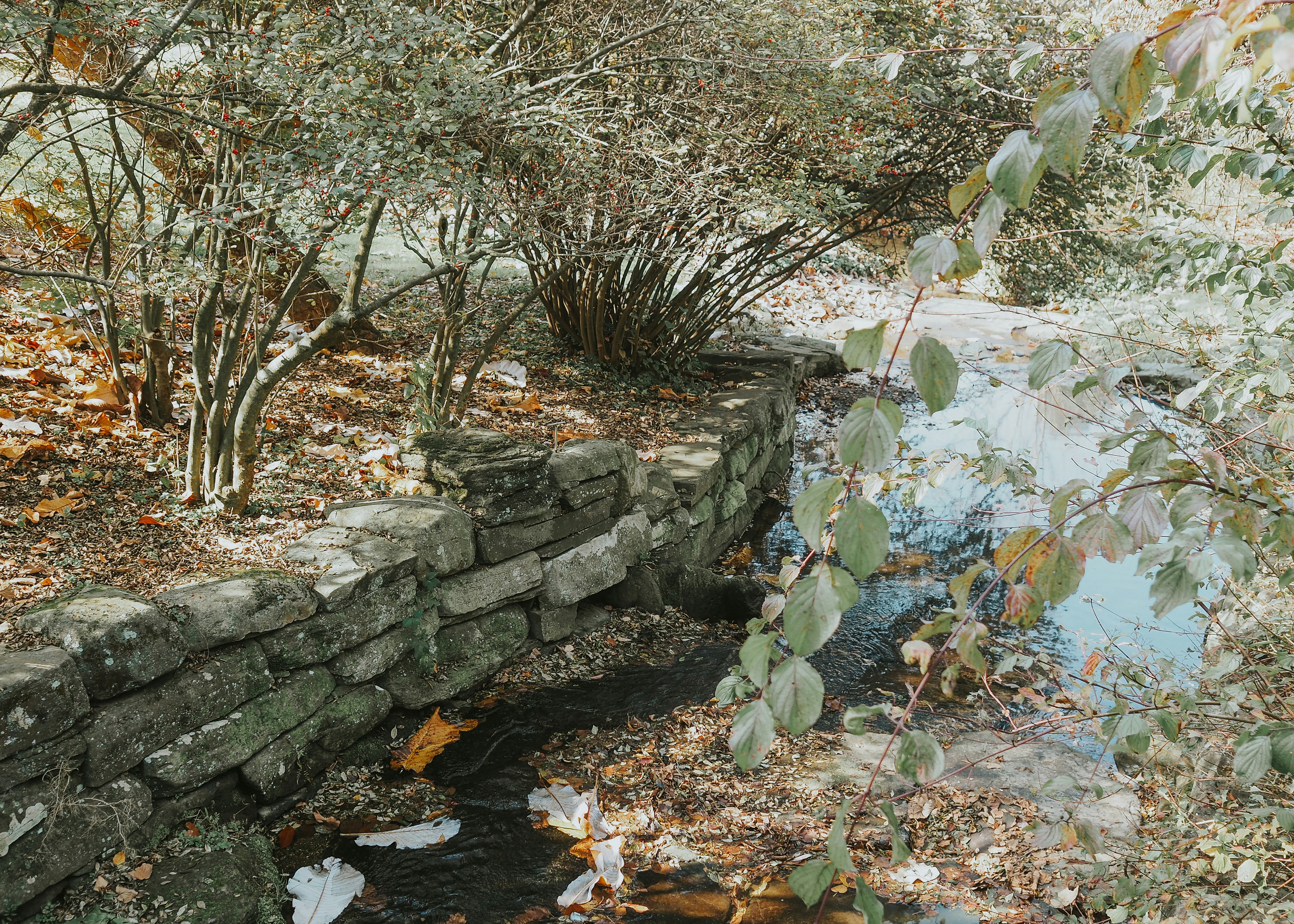 Overgrown stone barrier by a reflective stream