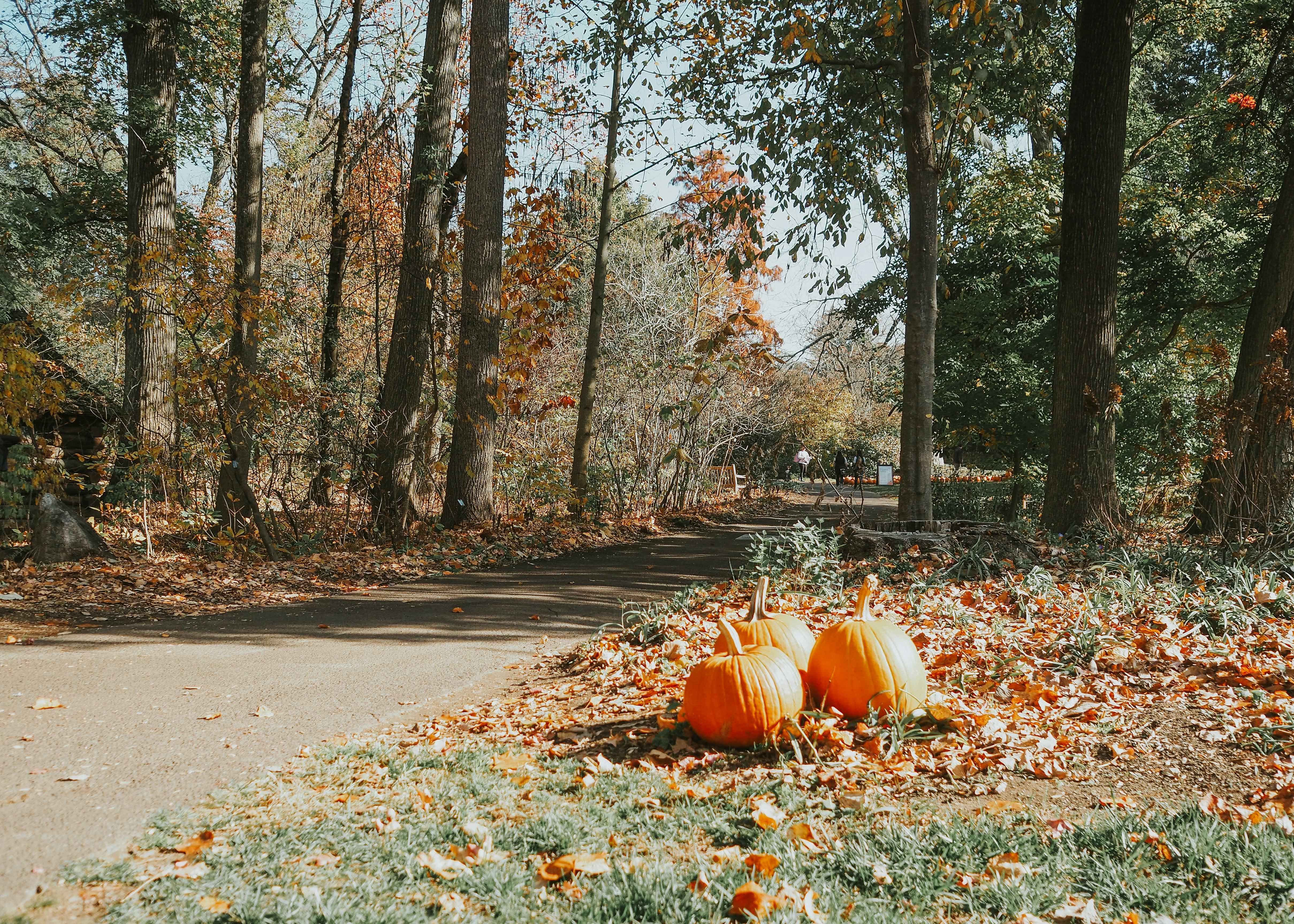 Sunlit autumn park scene with pumpkins resting on the grassy verge beside a leaf-strewn path. The composition emphasizes fall harvest mood with warm tones and long shadows.