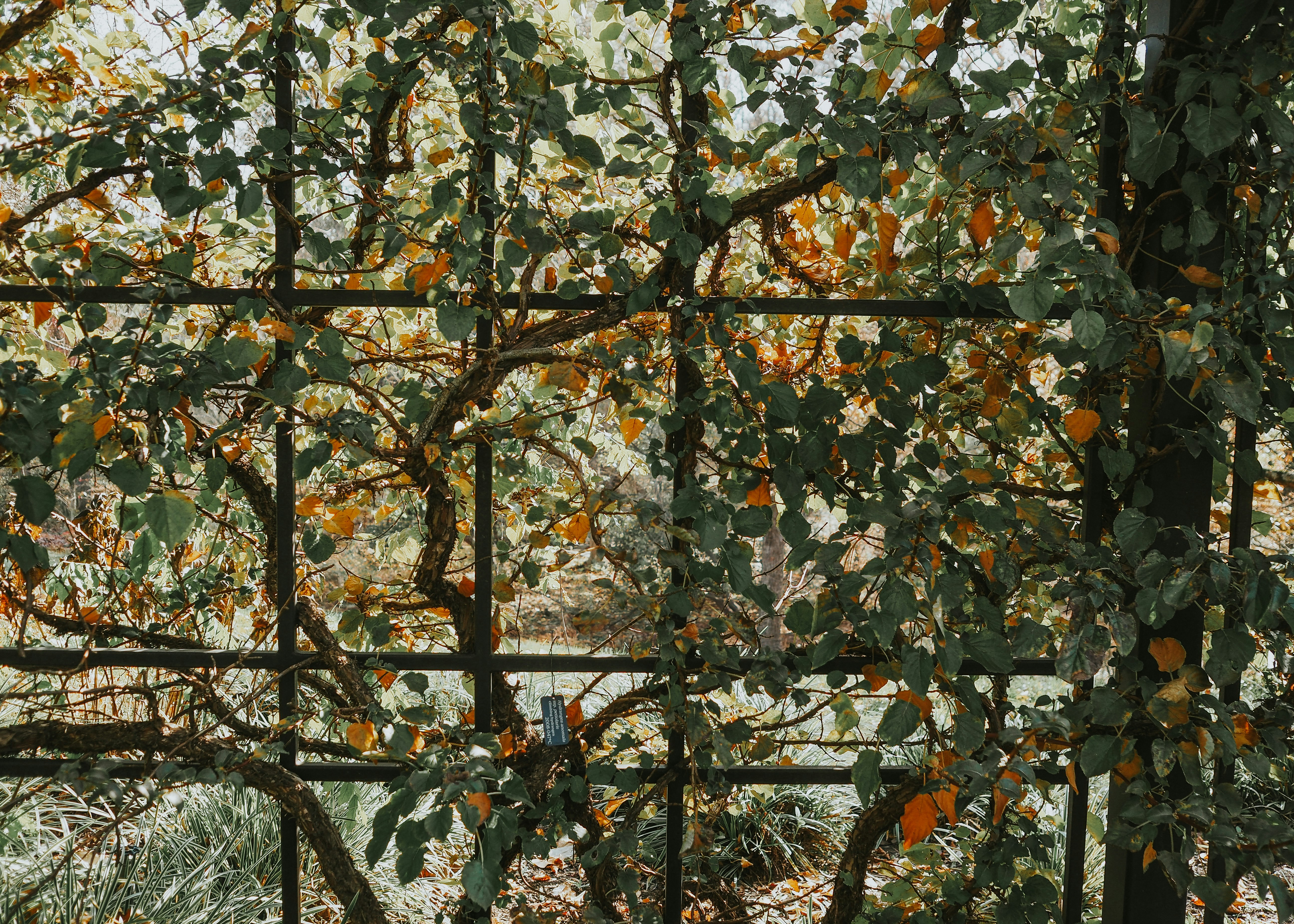 A view of a tree through a metal fence photo – Free Morris arboretum ...
