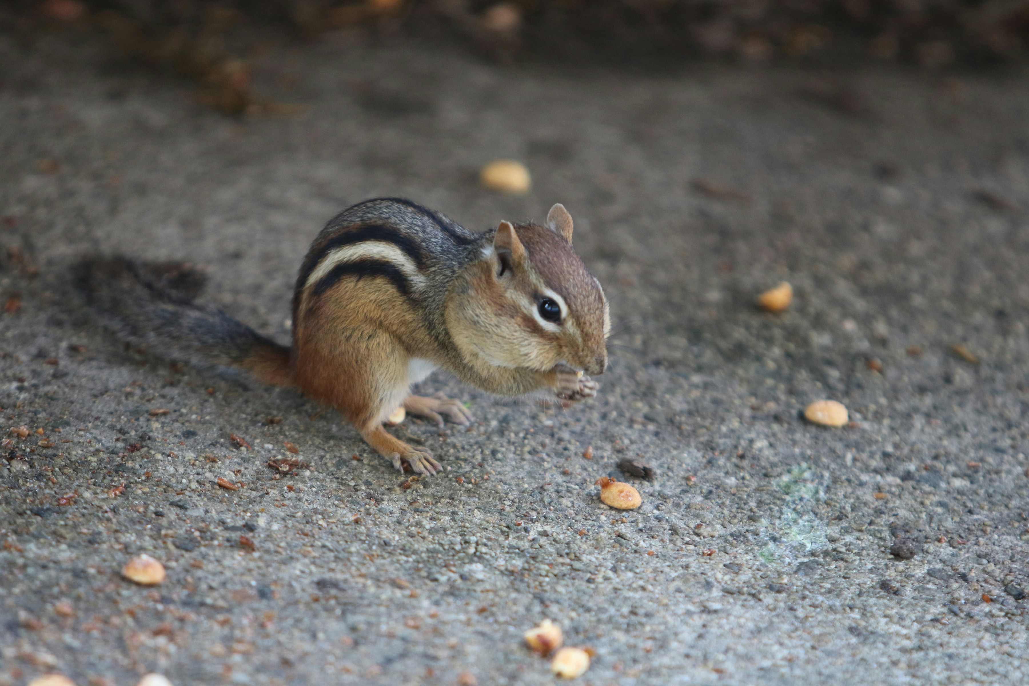 Grainy Ground, Curious Chipmunk: Seeds Scatter as Focus Narrows