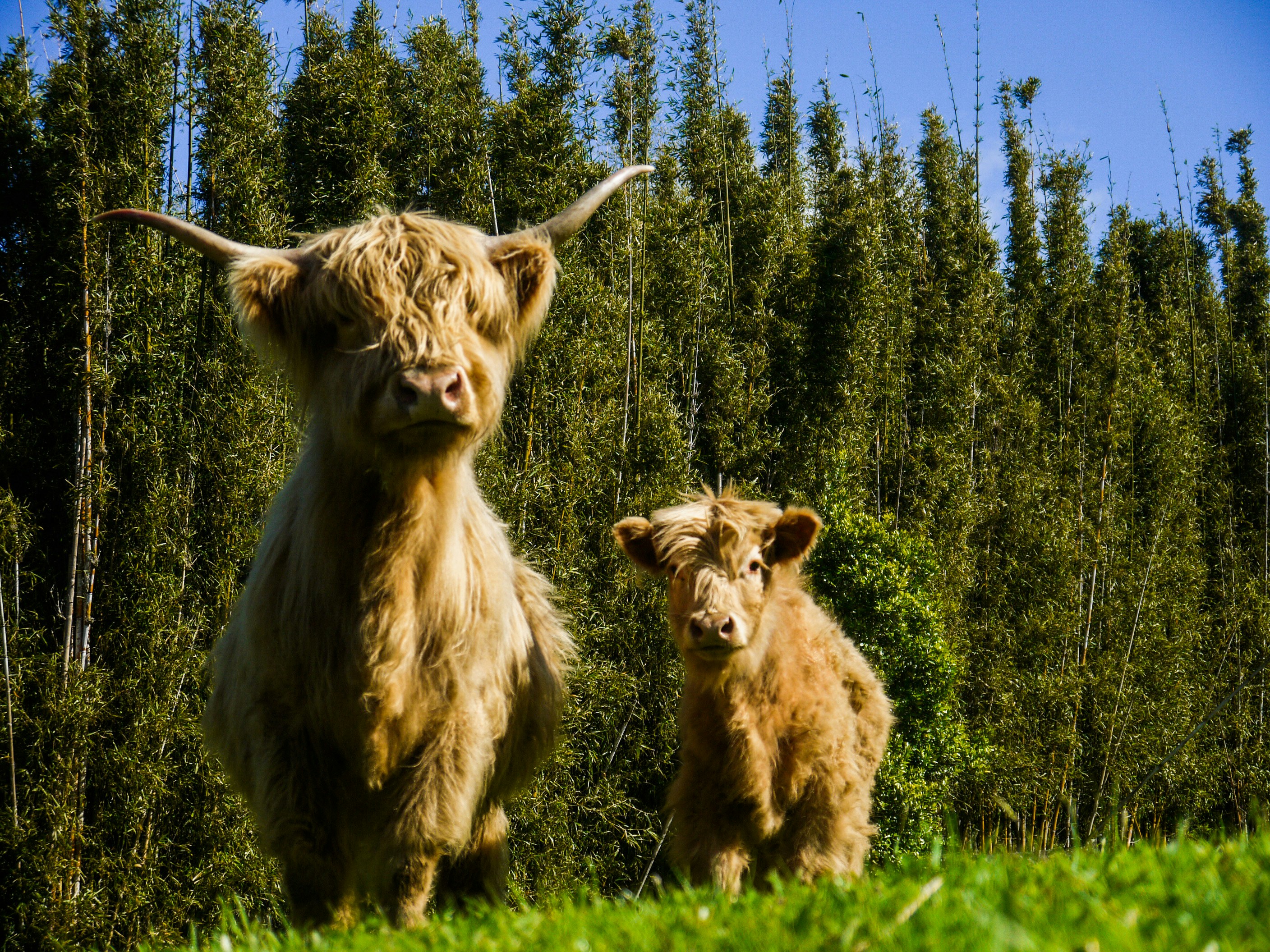 cows