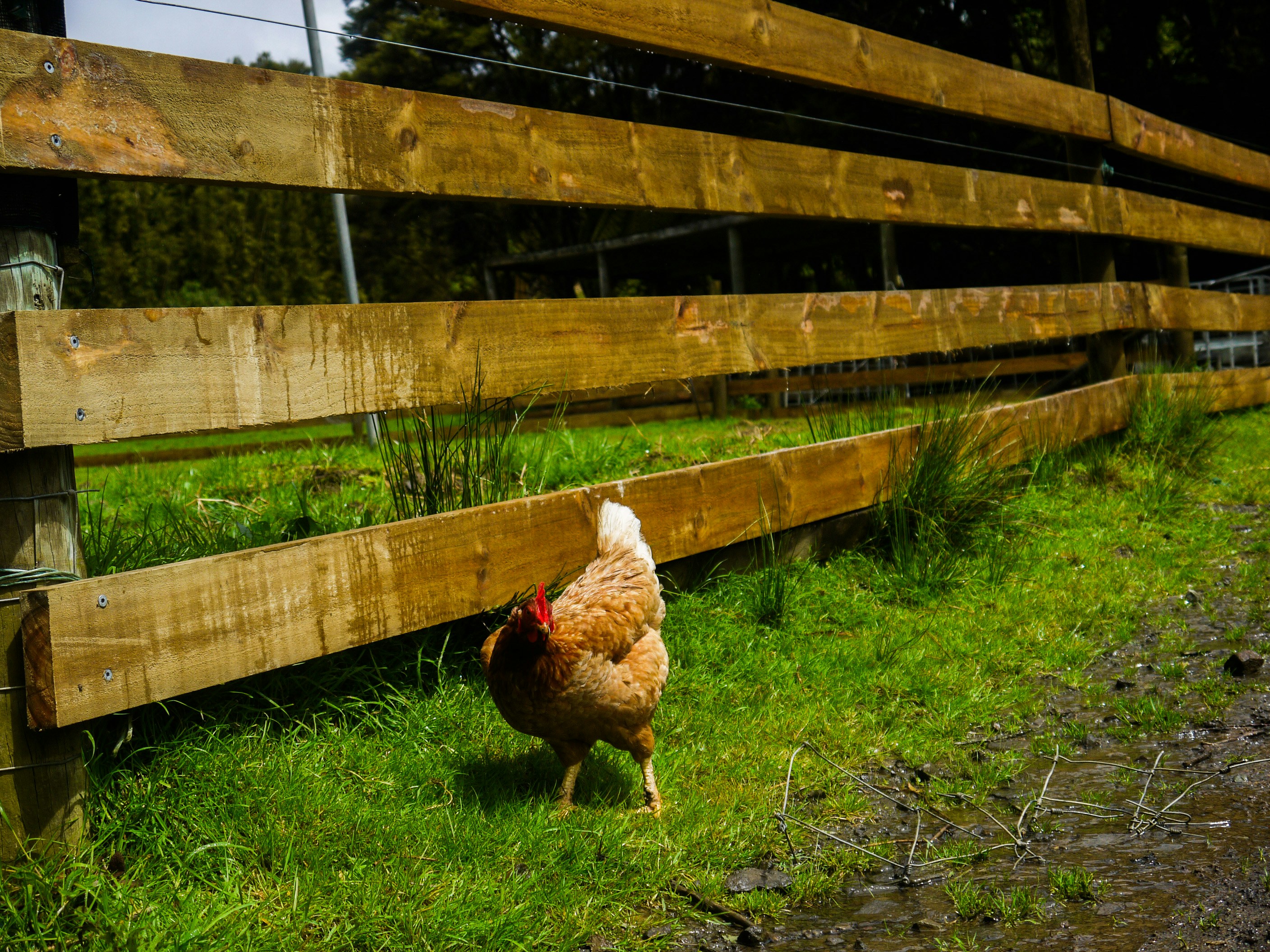 Sunlit Brown Hen by a Weathered Fence in a Quiet Pasture