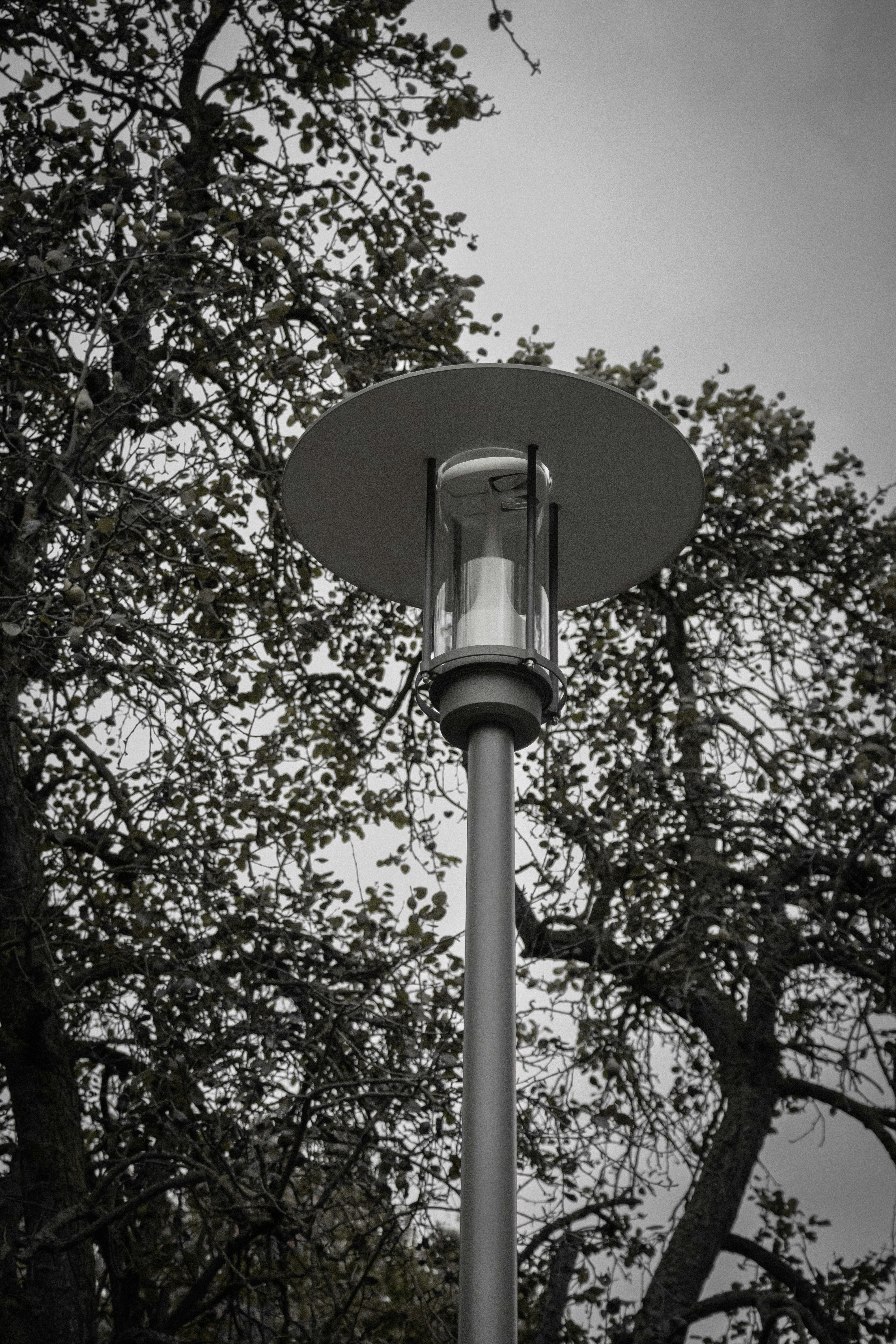 Lamppost Amidst a Canopy of Branches: A Monochrome Moment