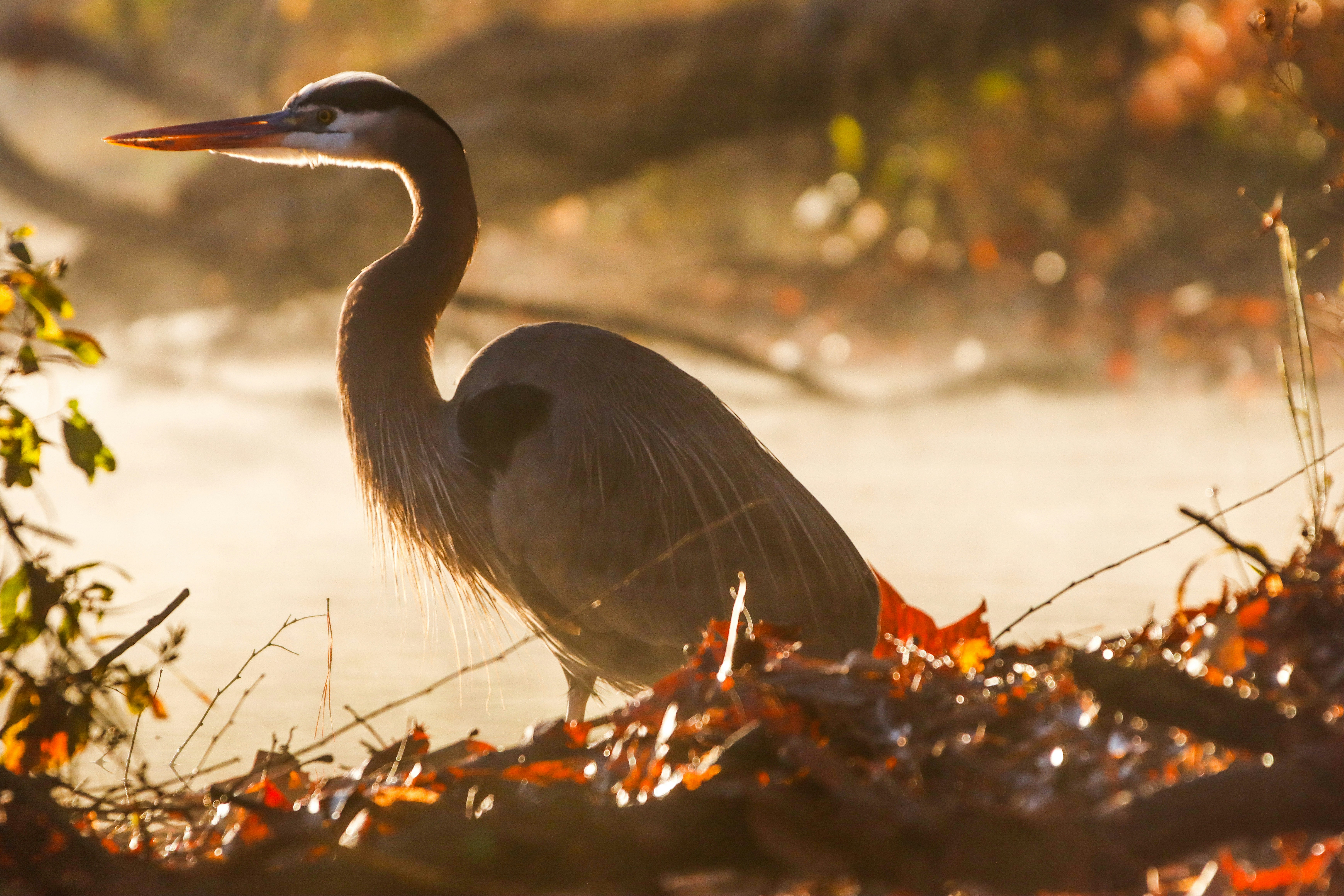 Sunlit Heron at the Water's Edge