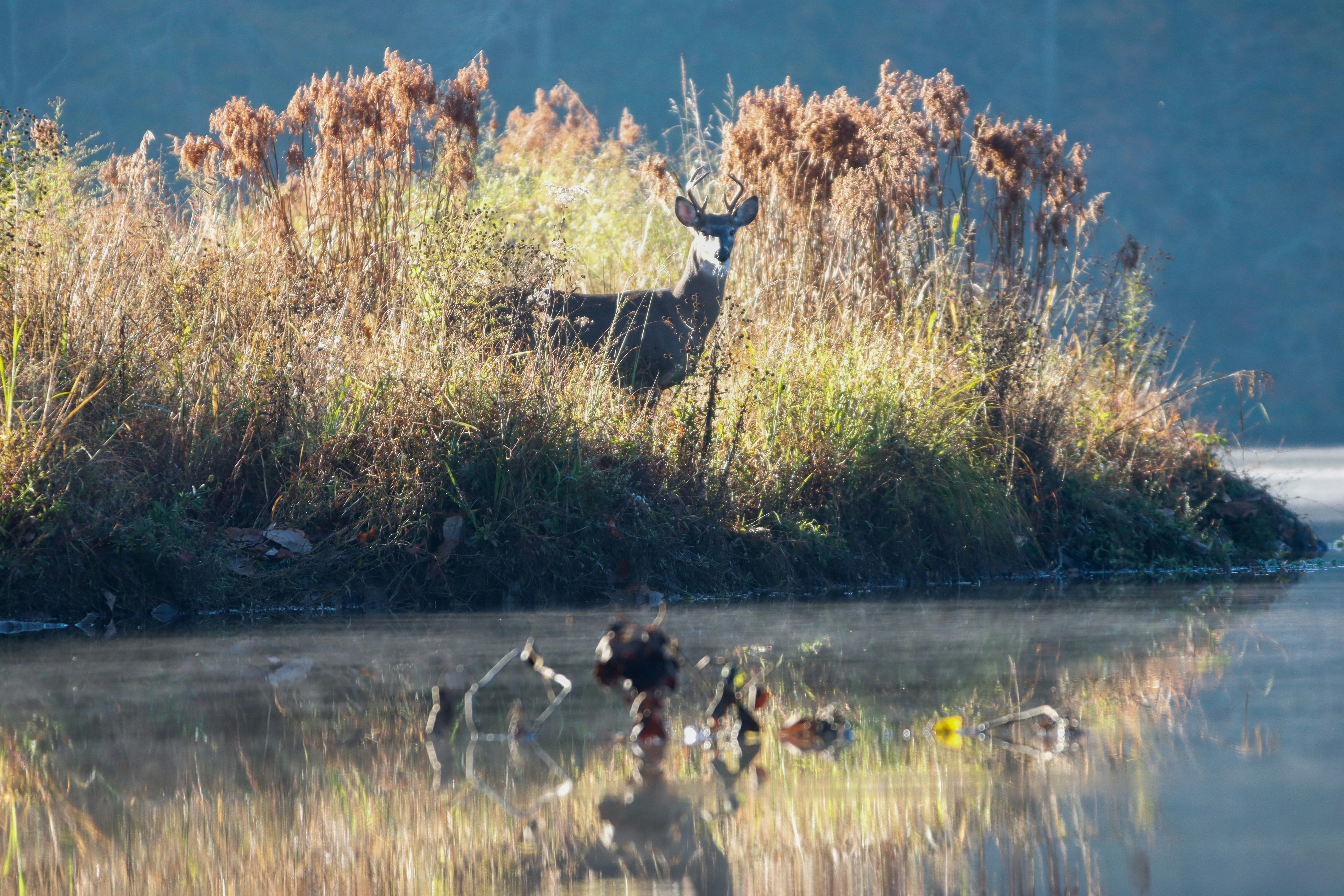 Deer Silhouette at Water’s Edge