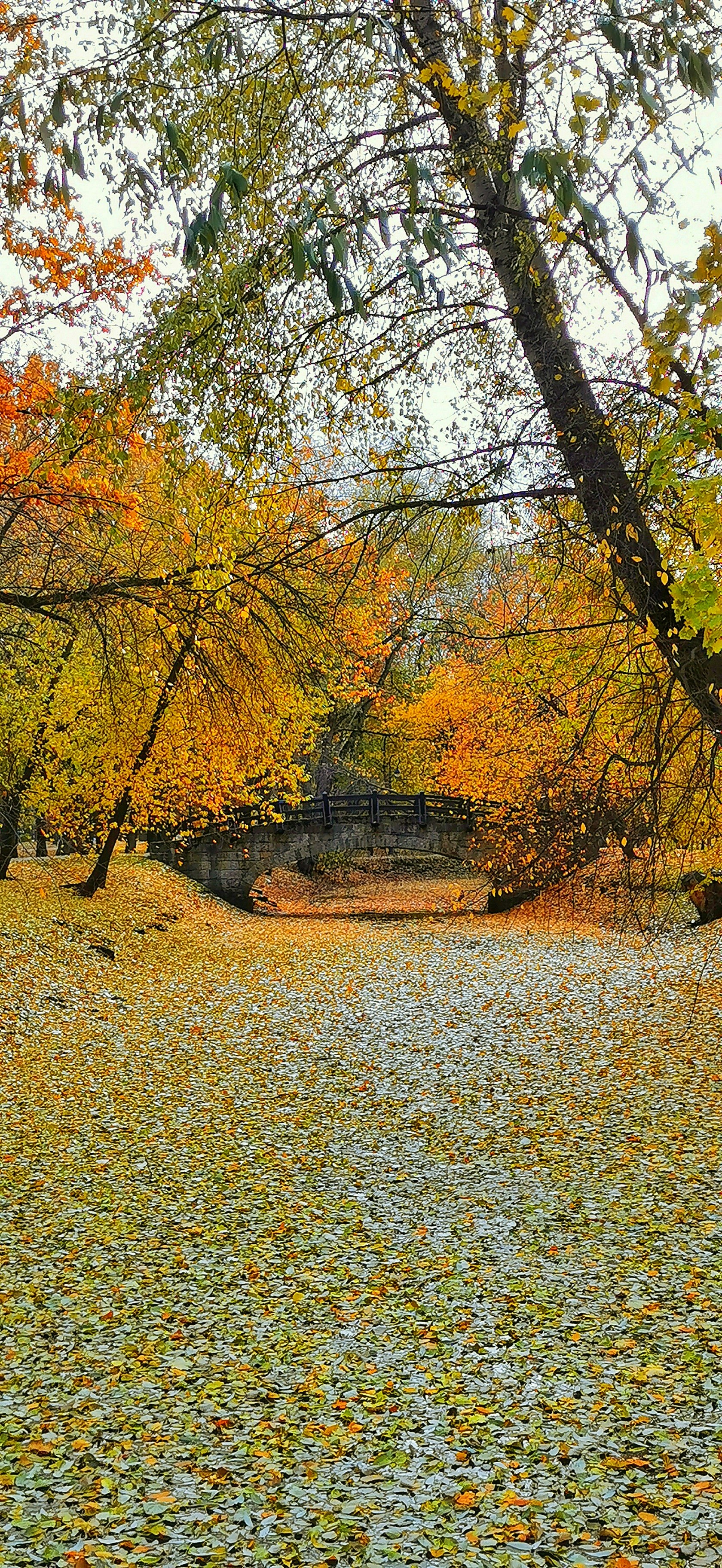 Bridge of Amber and Jade: Autumn Light Over a Quiet Riverside Path