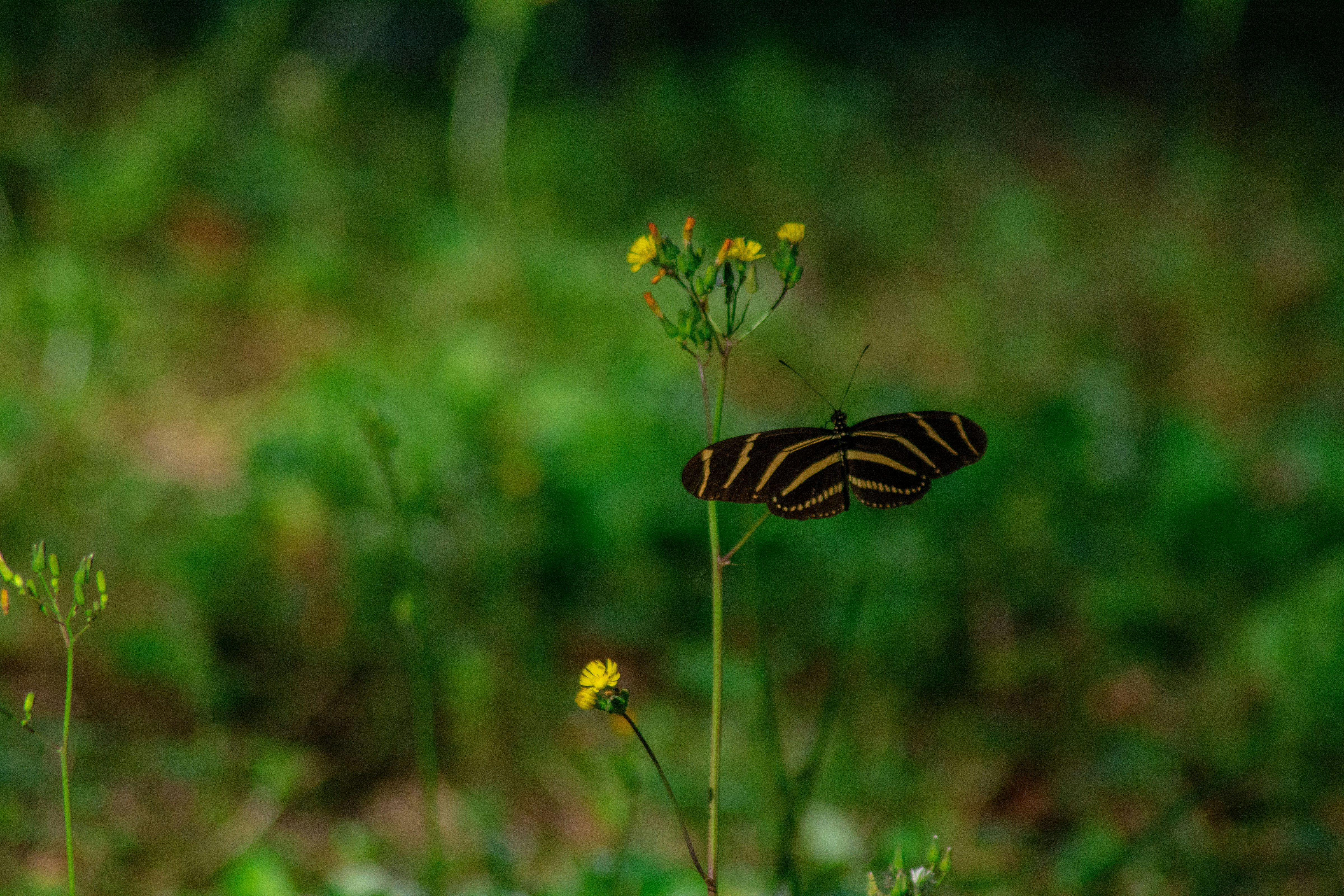 Zebra-Striped Butterfly Perched on a Slim Meadow Stem Under Gentle Light