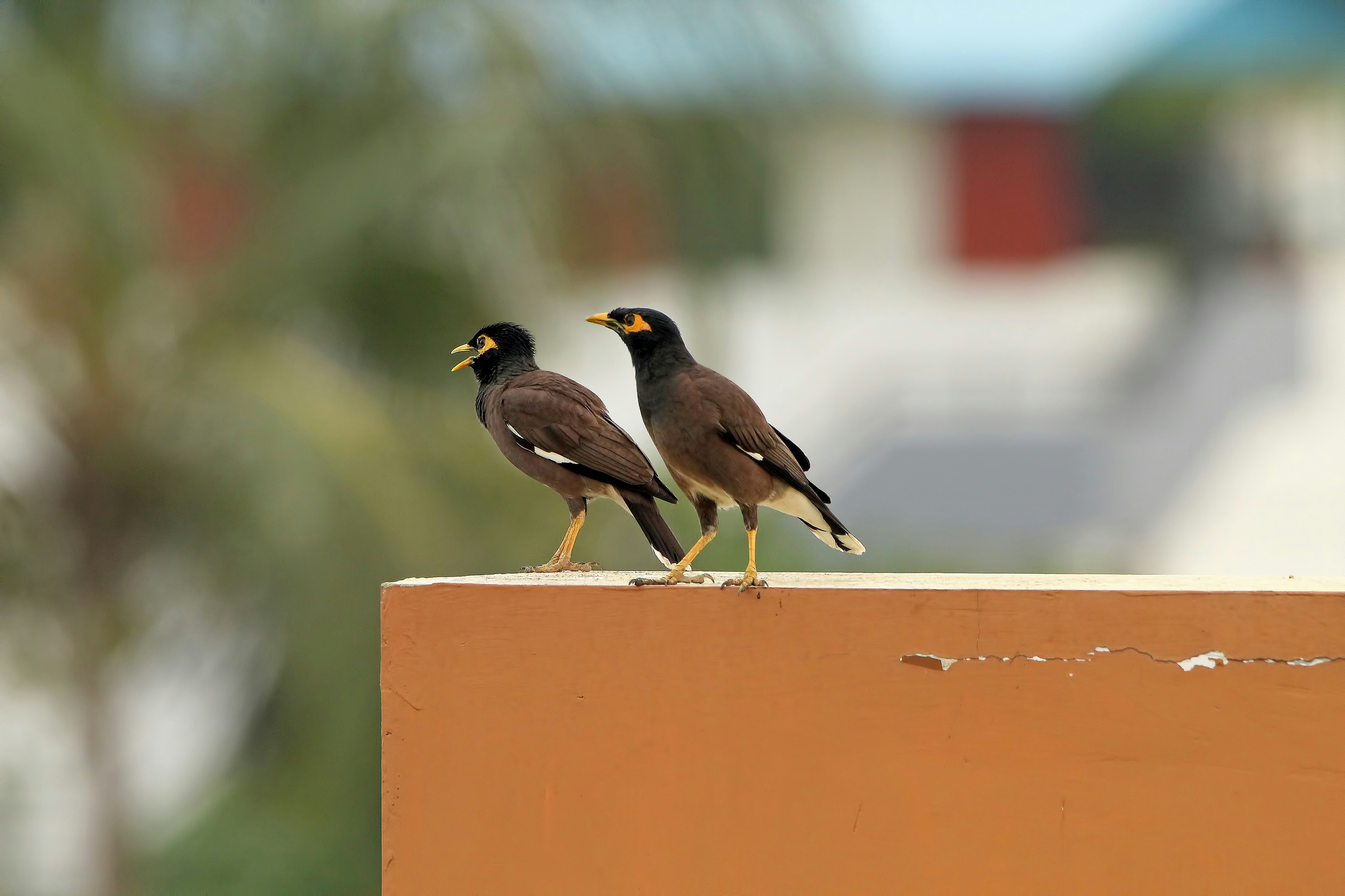 Two Sparrows on a Sun-Warmed Orange Railing