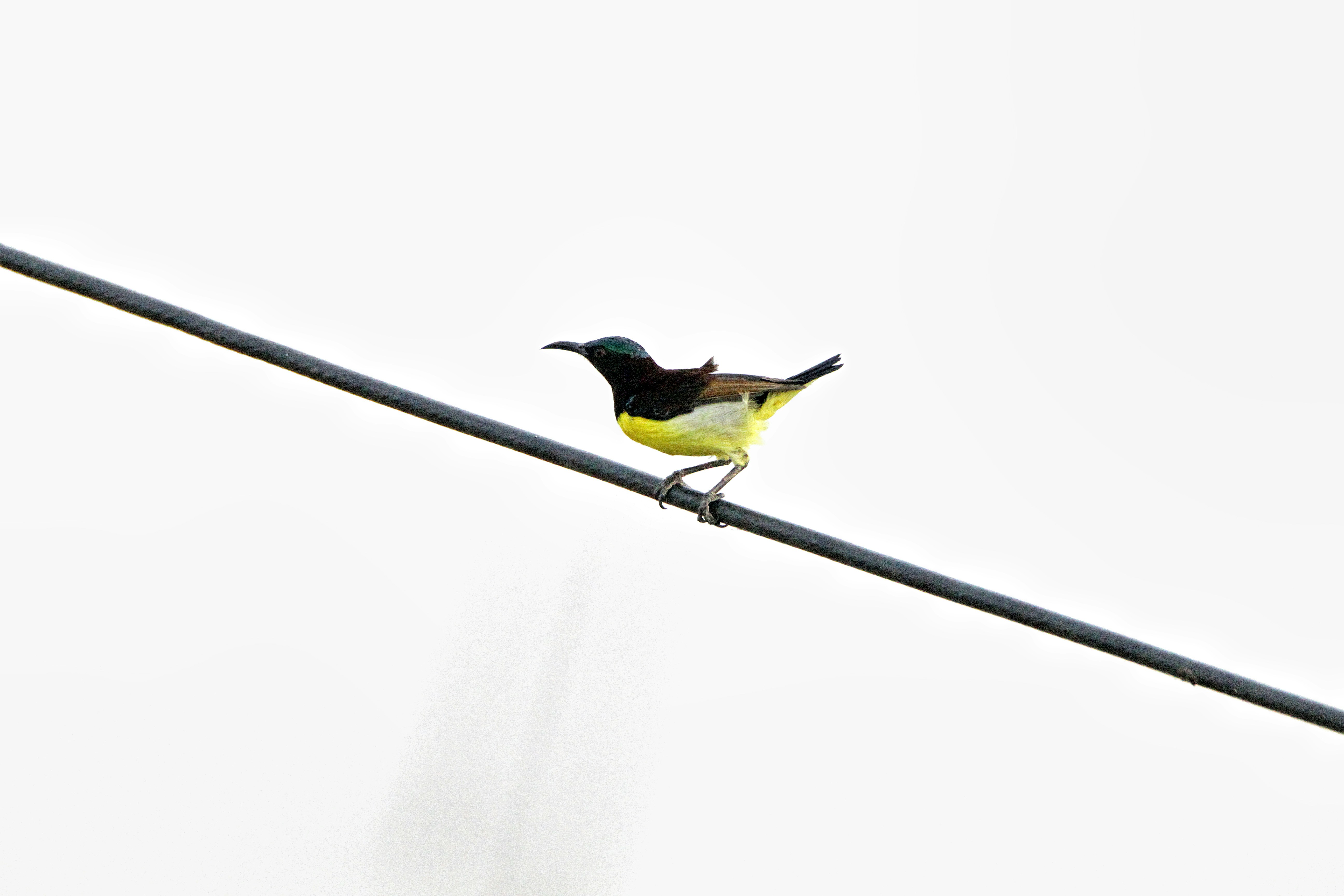The purple-rumped sunbird is a sunbird endemic to the Indian Subcontinent. Like other sunbirds, they are small in size, feeding mainly on nectar
