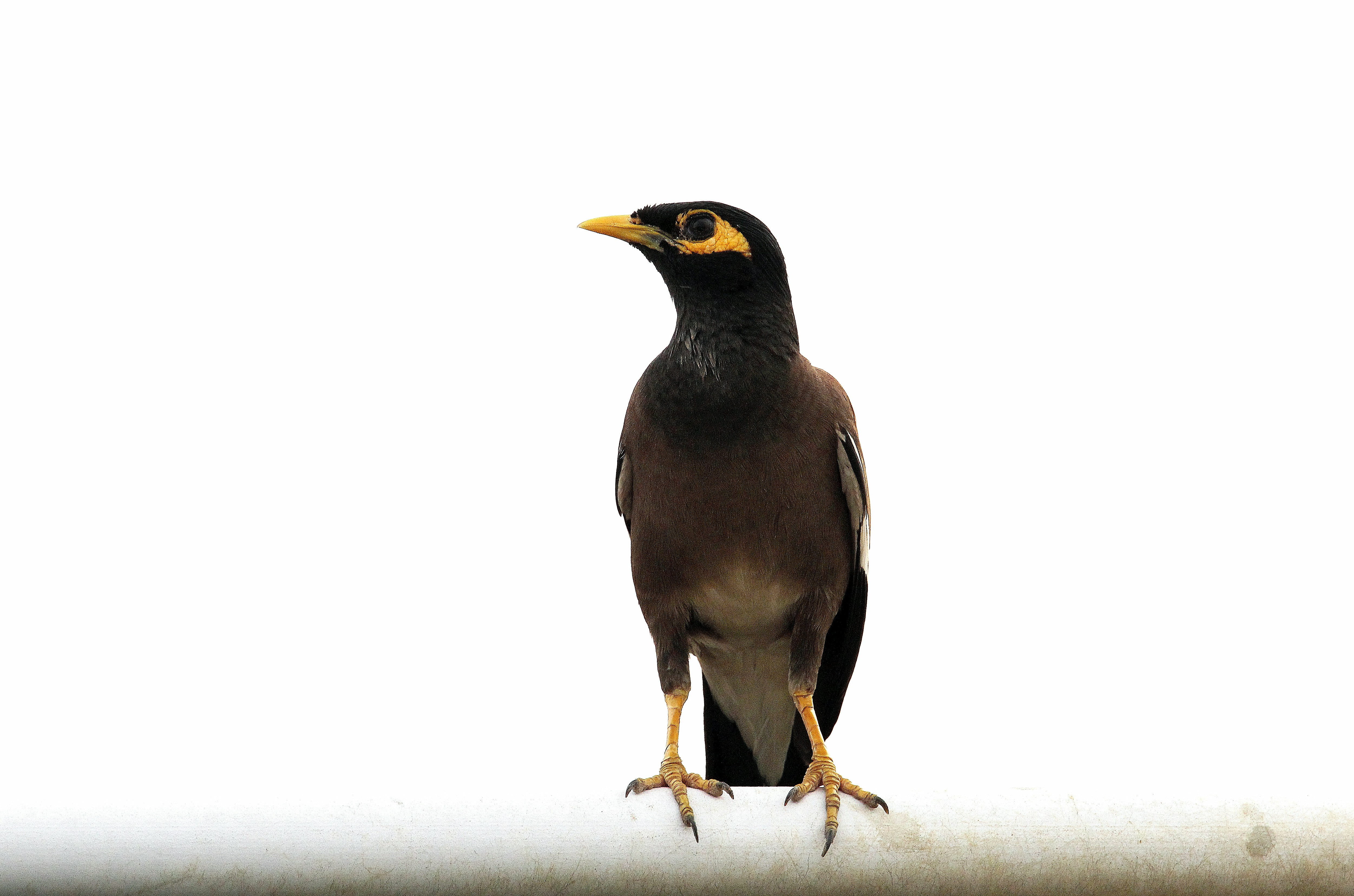 Common Myna Perches on a Pale Rail Against a Stark White Backdrop