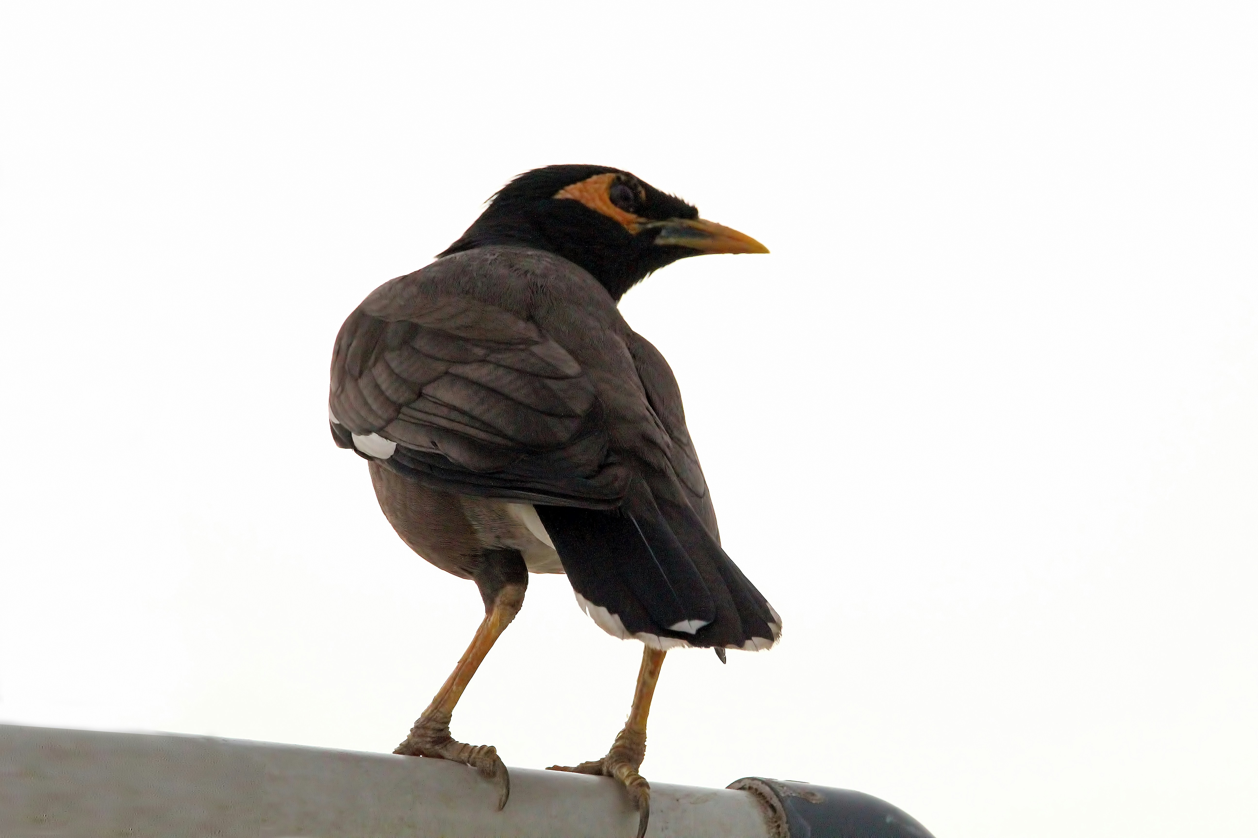 The common myna or Indian myna, sometimes spelled mynah, is a bird in the family Sturnidae, native to Asia