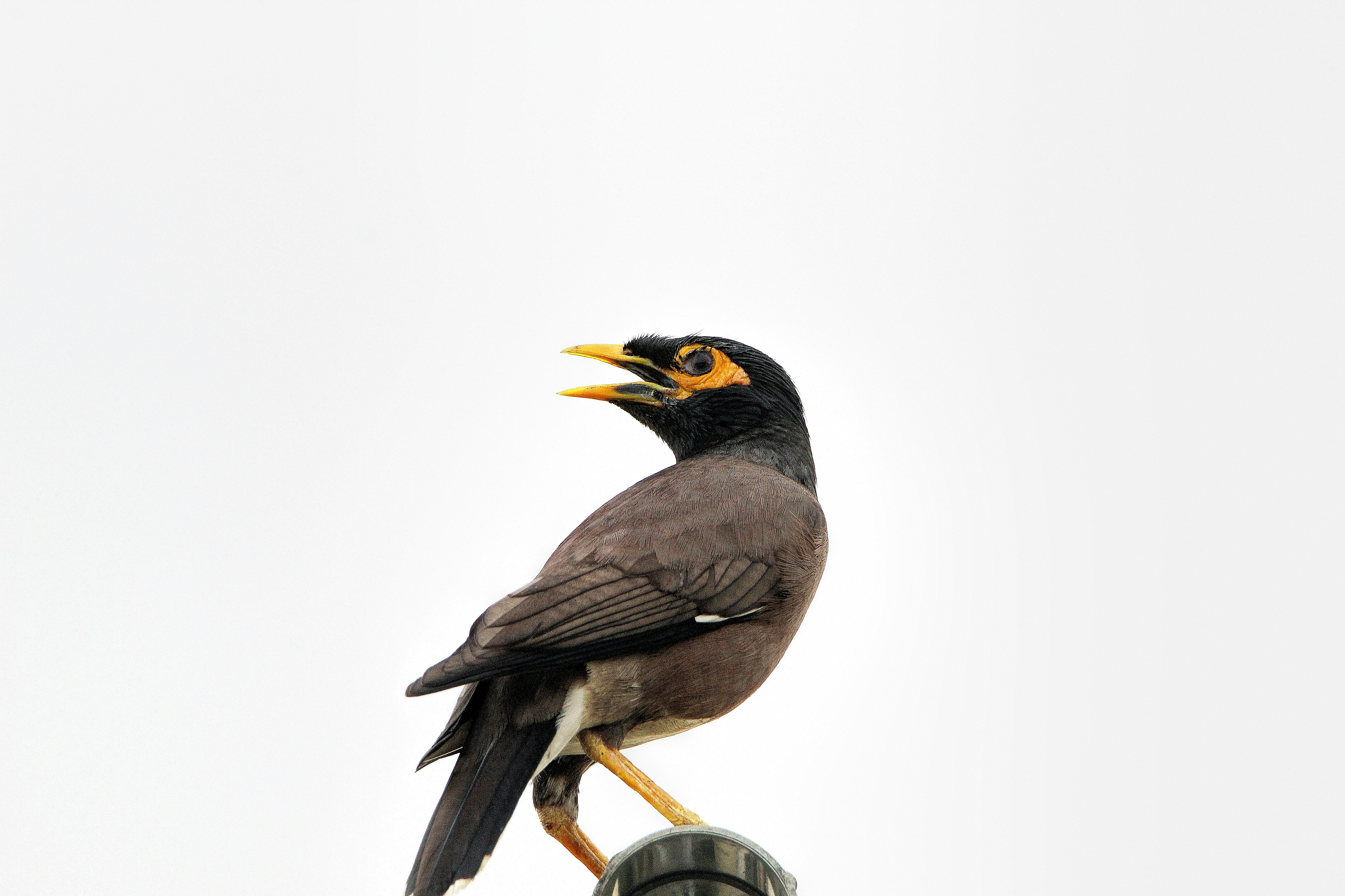 Perched Canary Song: A Blackbird in Quiet Posture