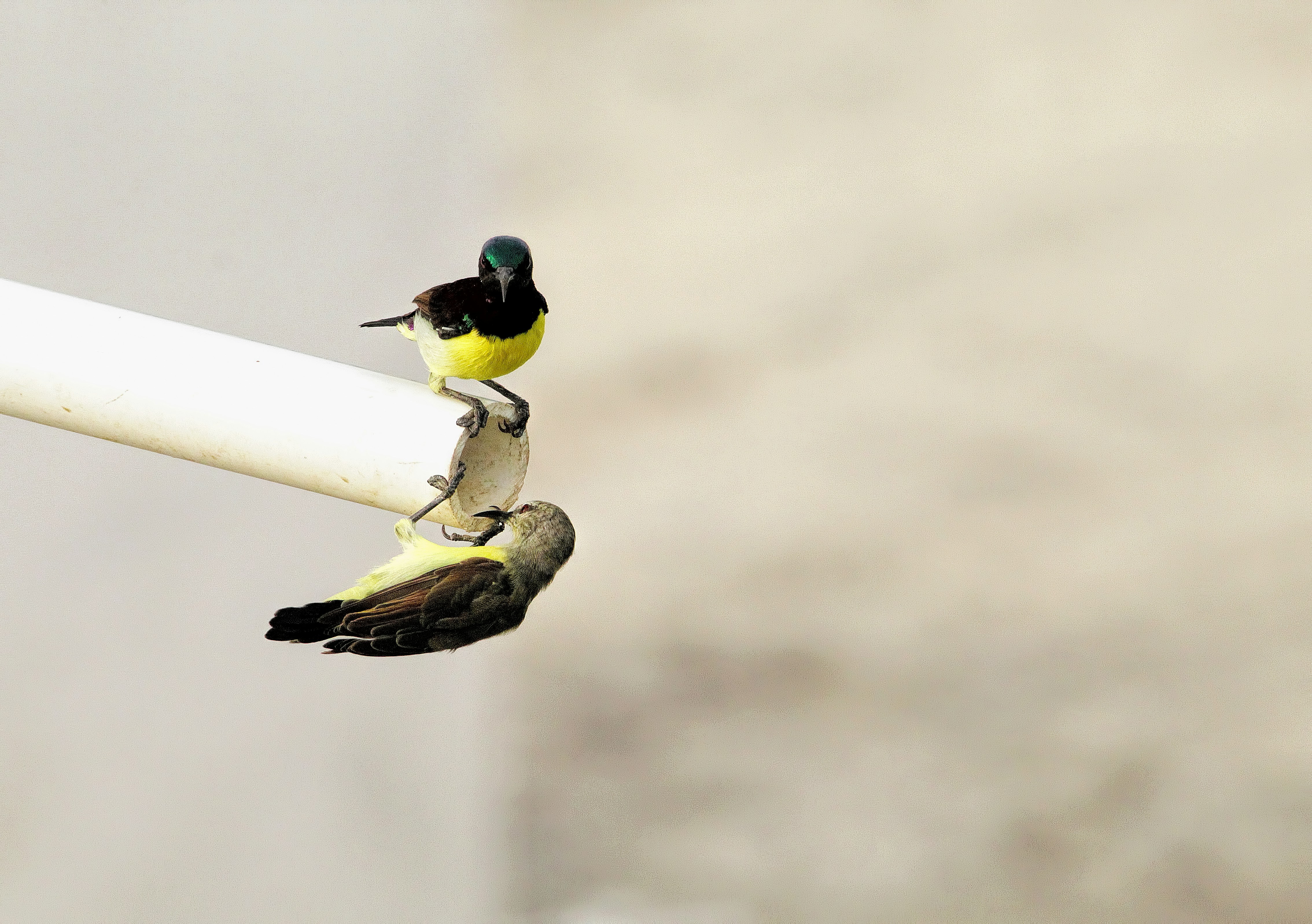 Emerald-crowned sunbirds on a weathered pipe in a quiet moment