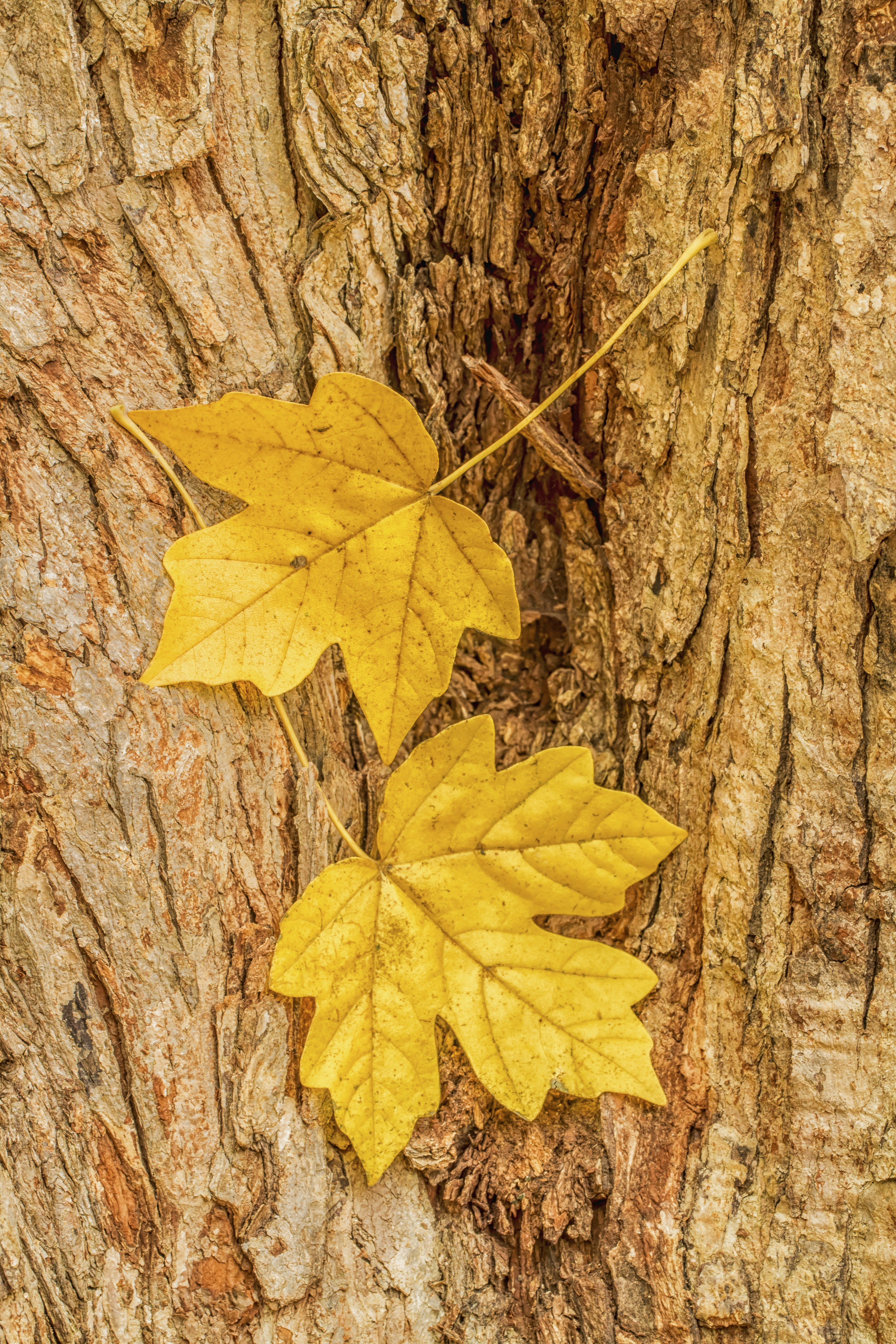 Gold Leaves on Tree Bark: Autumn Quietness