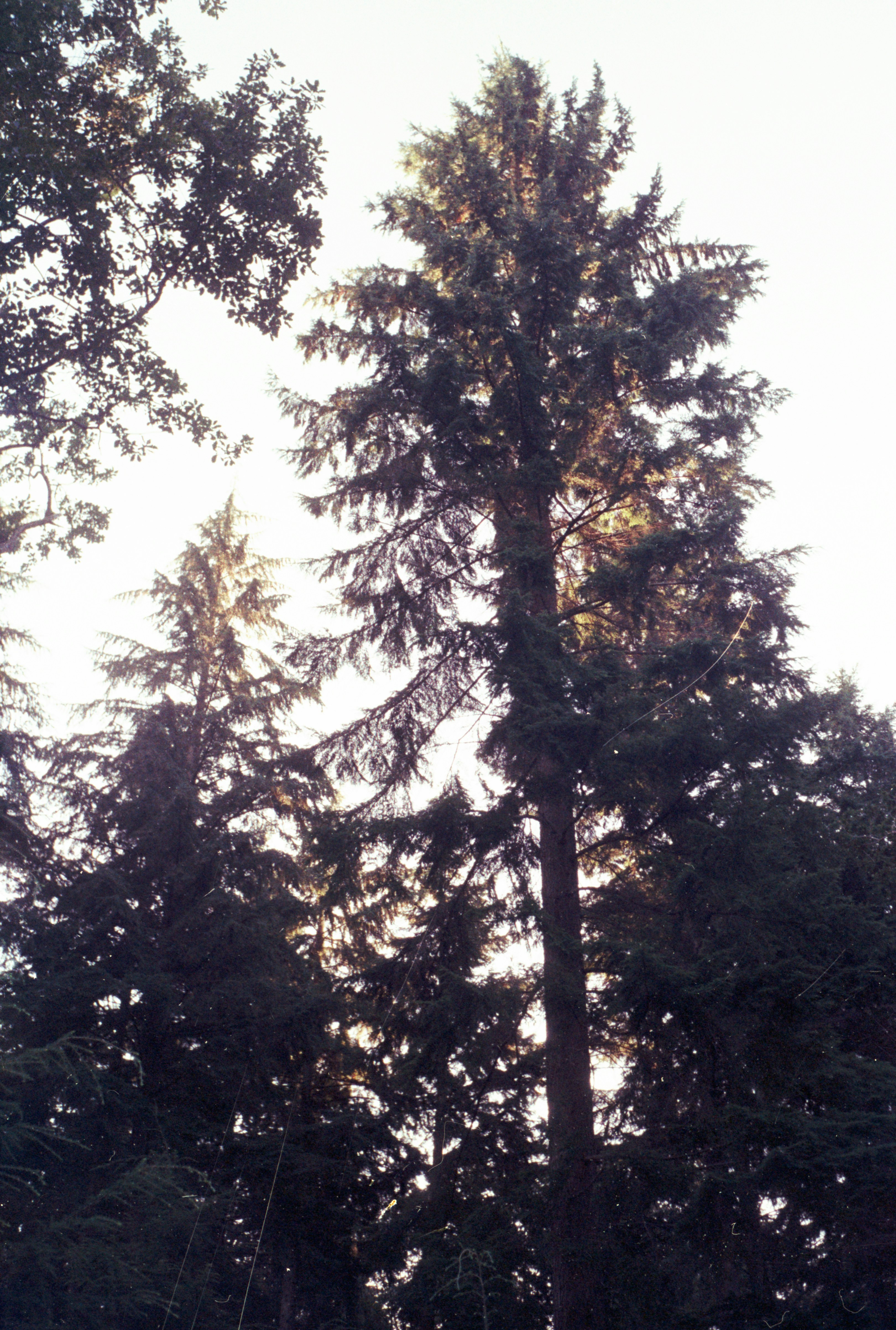Backlit Conifers: Skyward Silence Among Tall Trunks