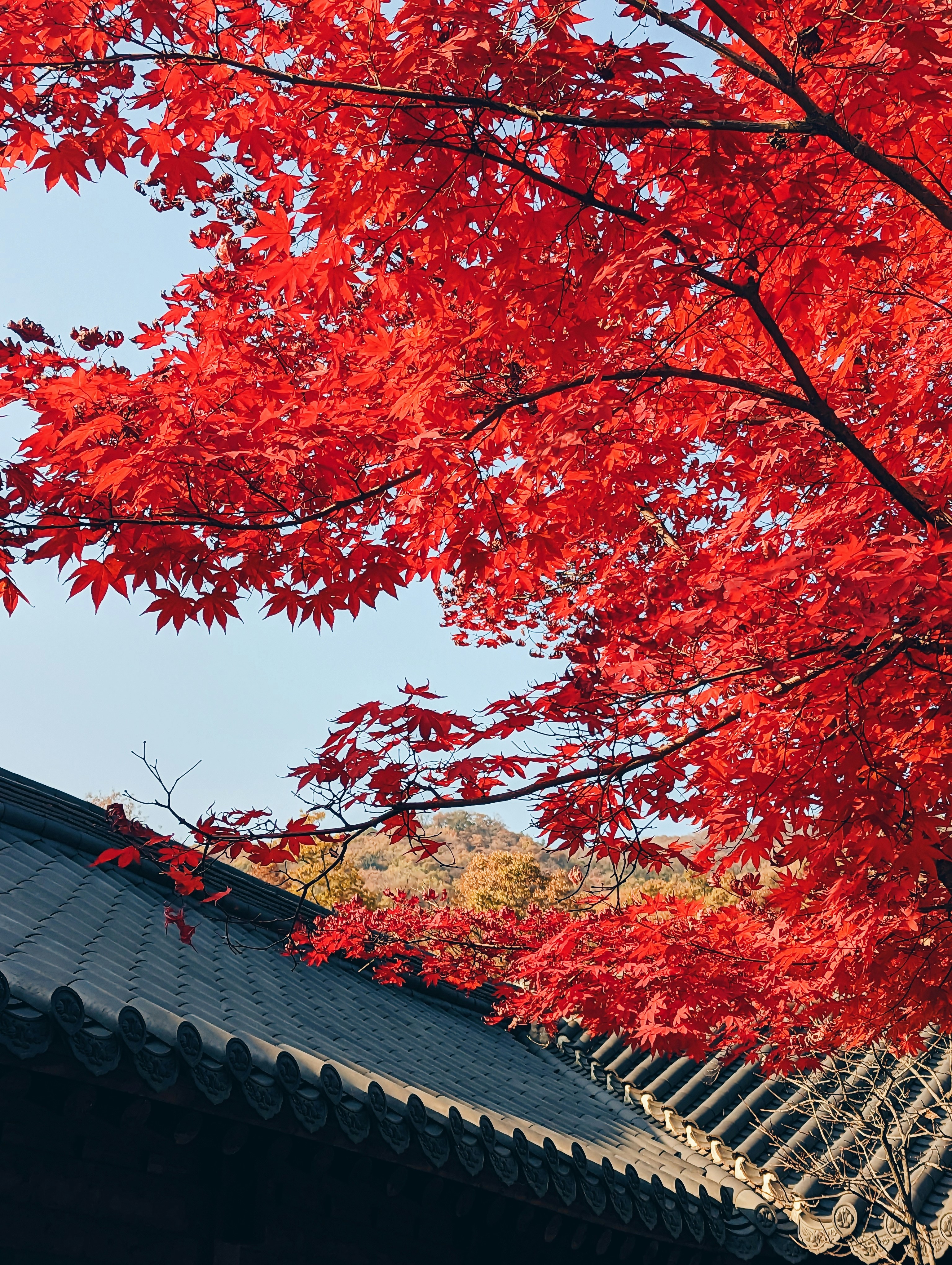 Un arbre avec des feuilles rouges devant un bâtiment photo – Image ...