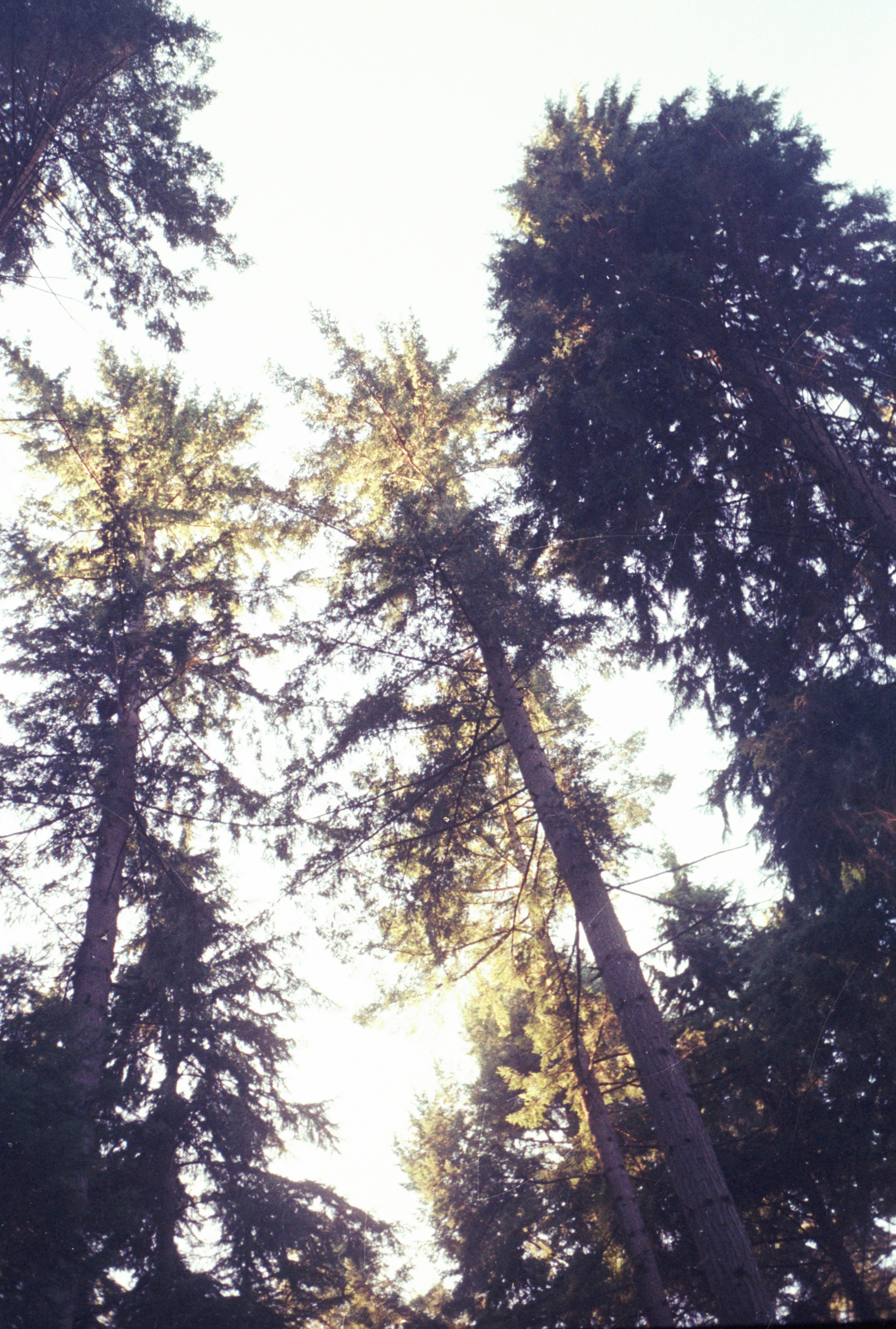 Canopy Cathedral: Pines Reaching Toward a Bright Sky