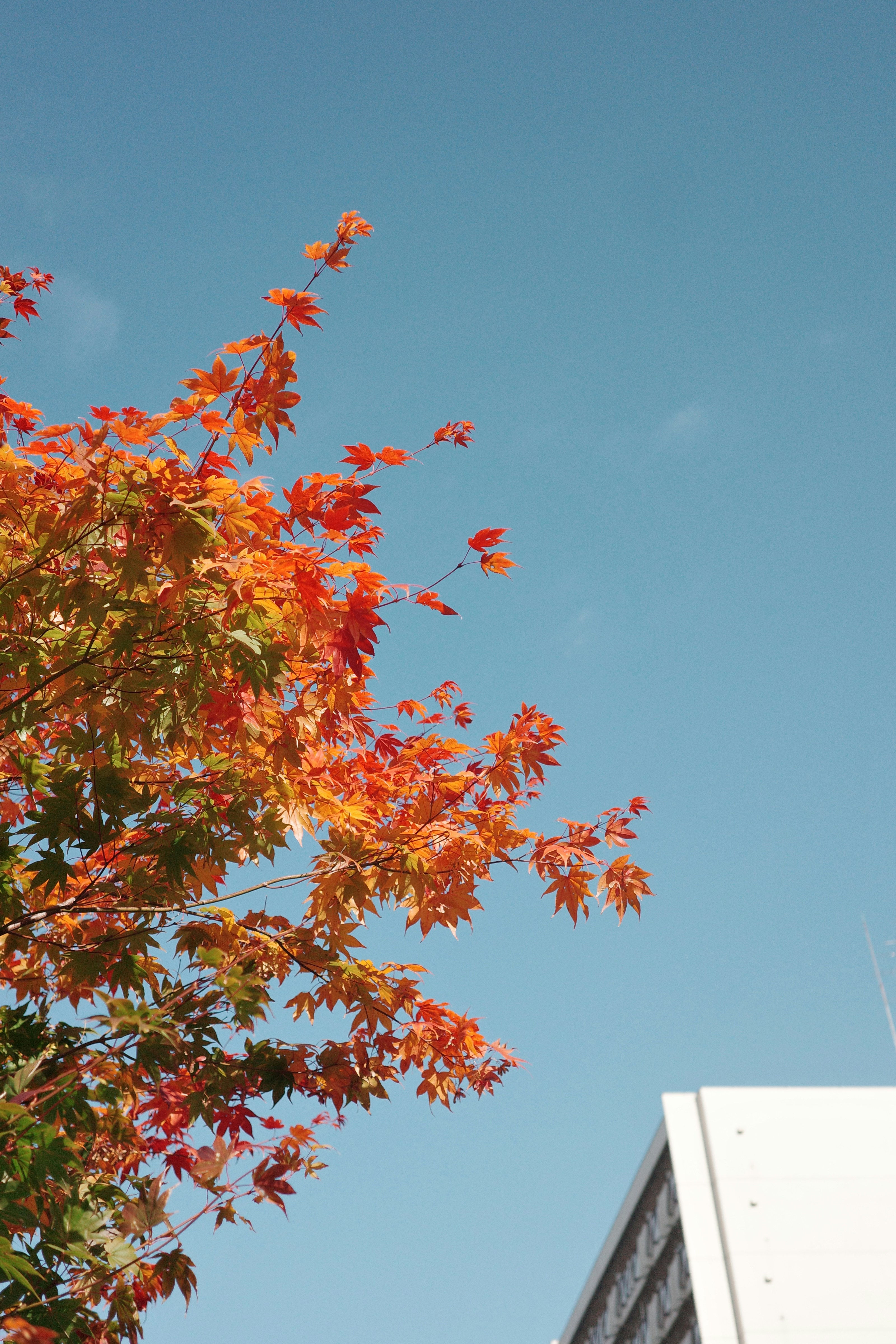 Maple Pictures | Download Free Images on Unsplash