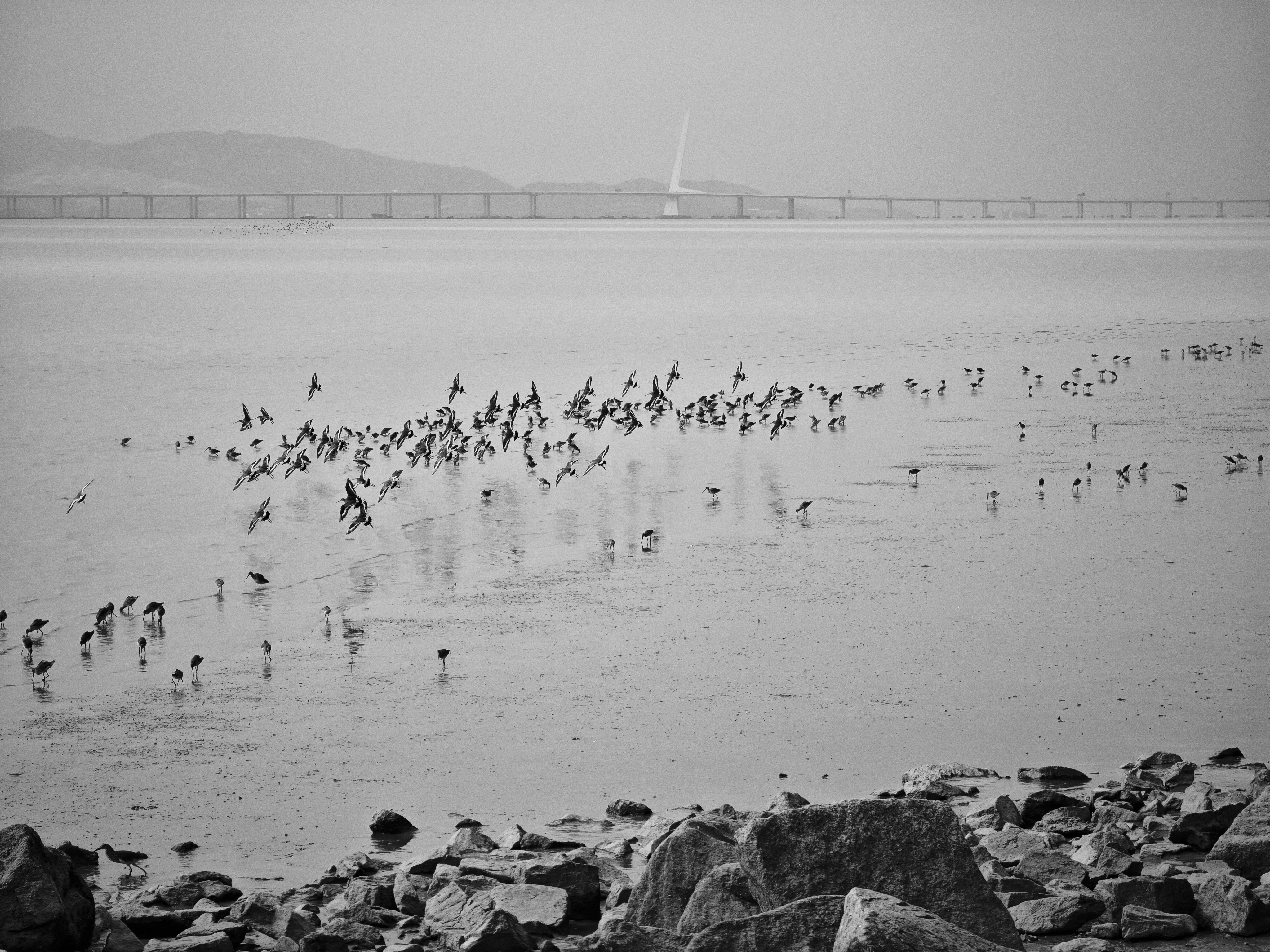 Grey Tide, White Wings: A Flock Crosses the Quiet Estuary