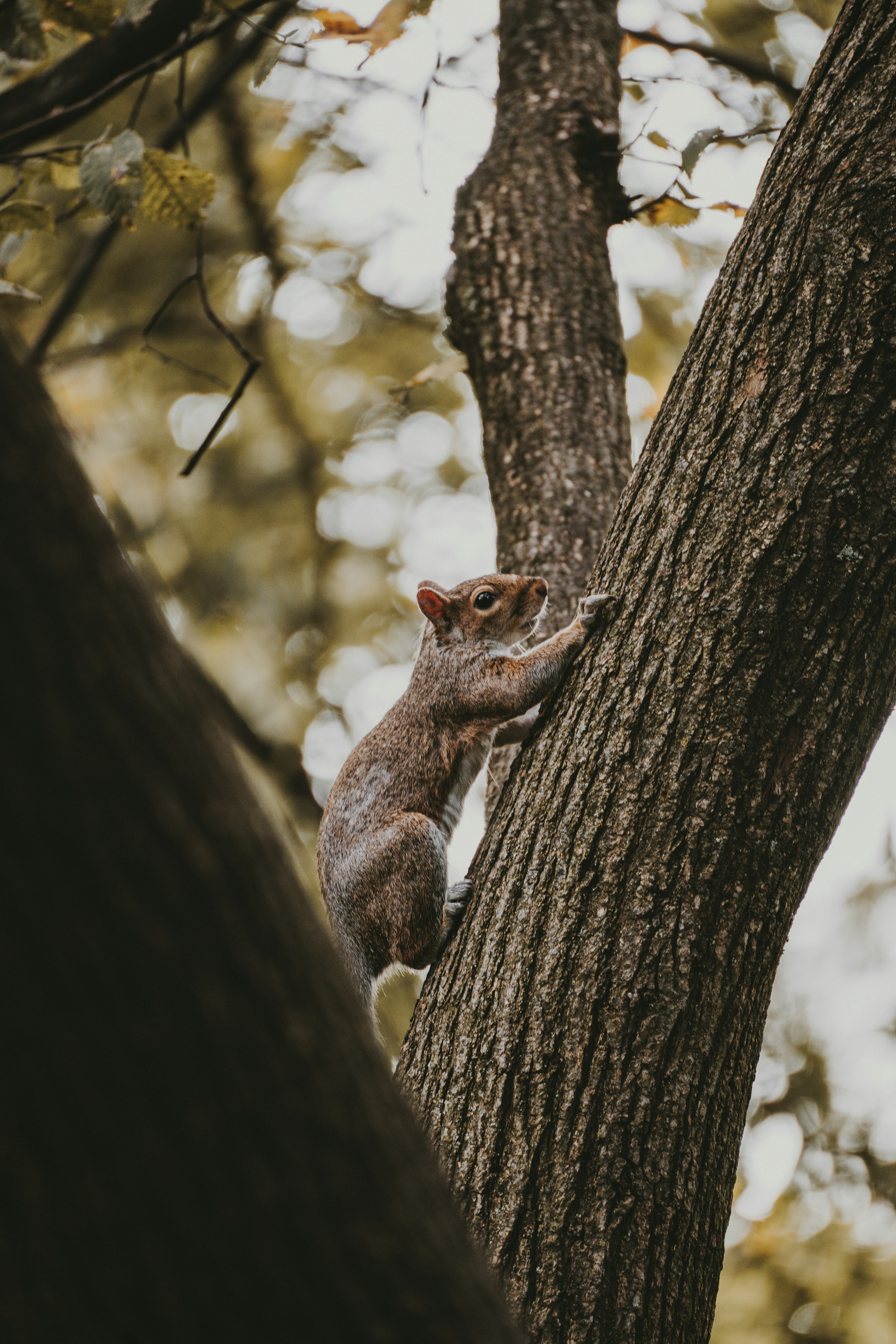 Gray Squirrel Climbing a Sunlit Oak Trunk
