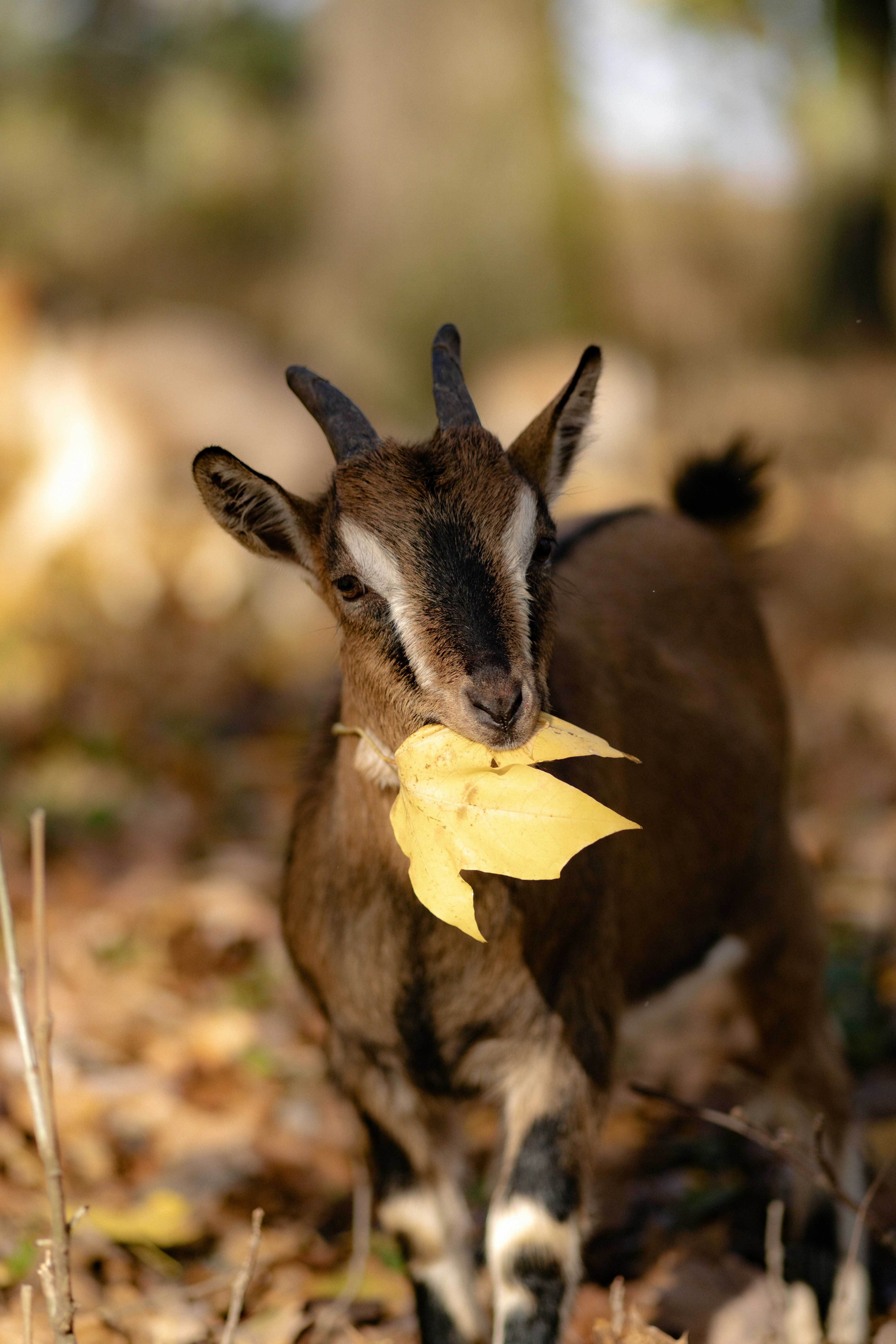 Autumn Leaf Snack: A Curious Goat in Sun-Dappled Woods