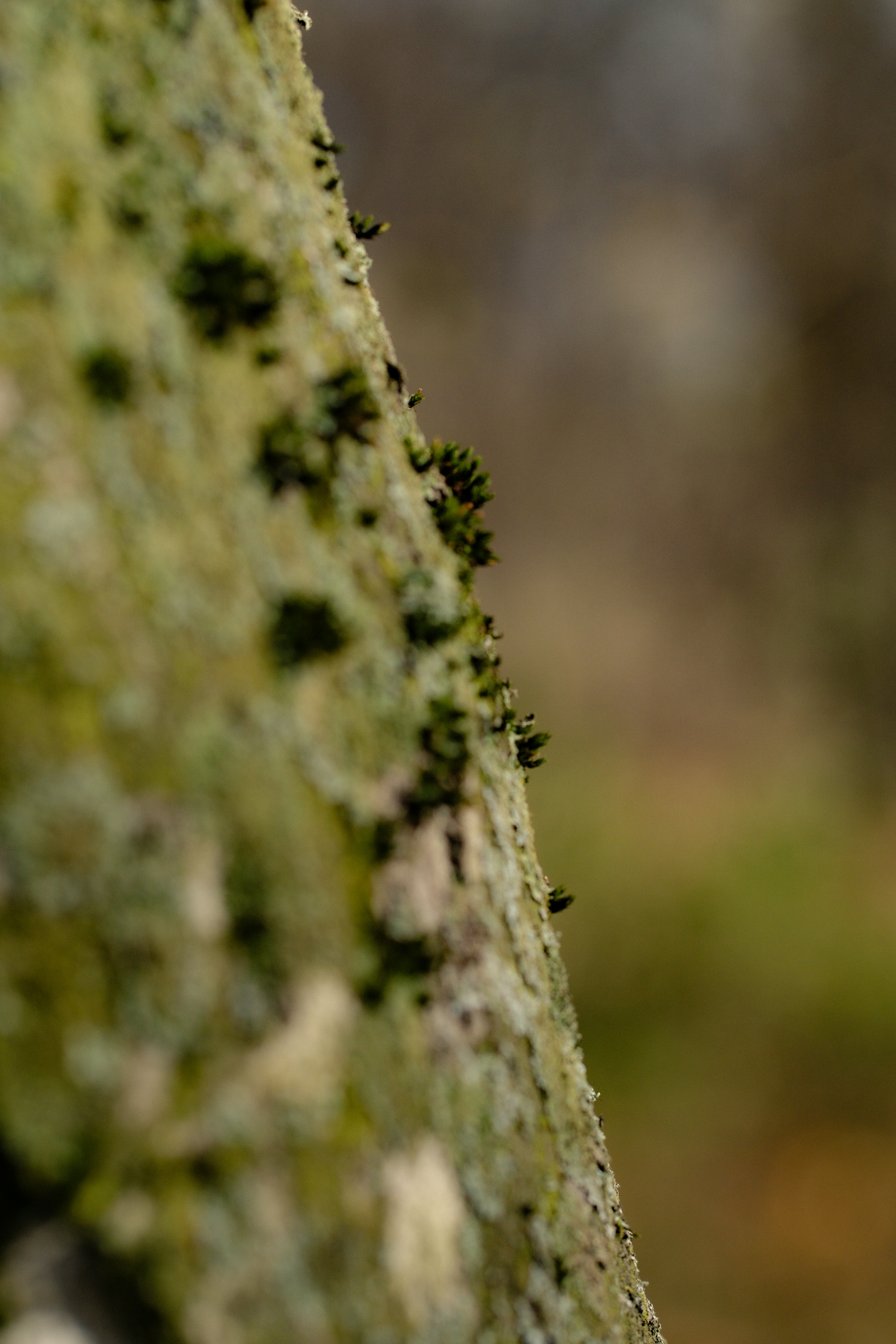 Velvet Moss on Weathered Bark: A Micro Textural Study