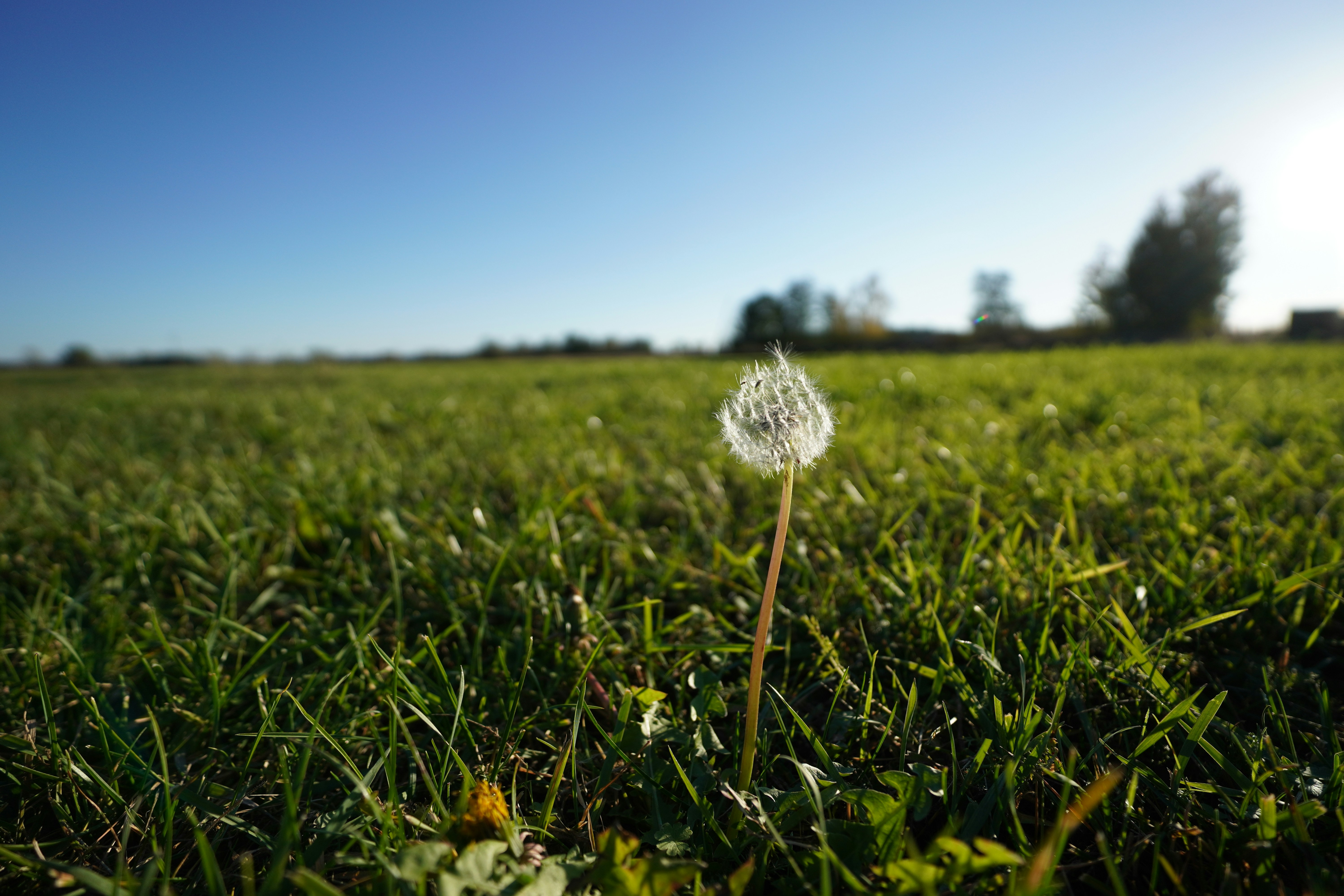 A dandelion sitting in the middle of a field photo – Free Flower Image ...