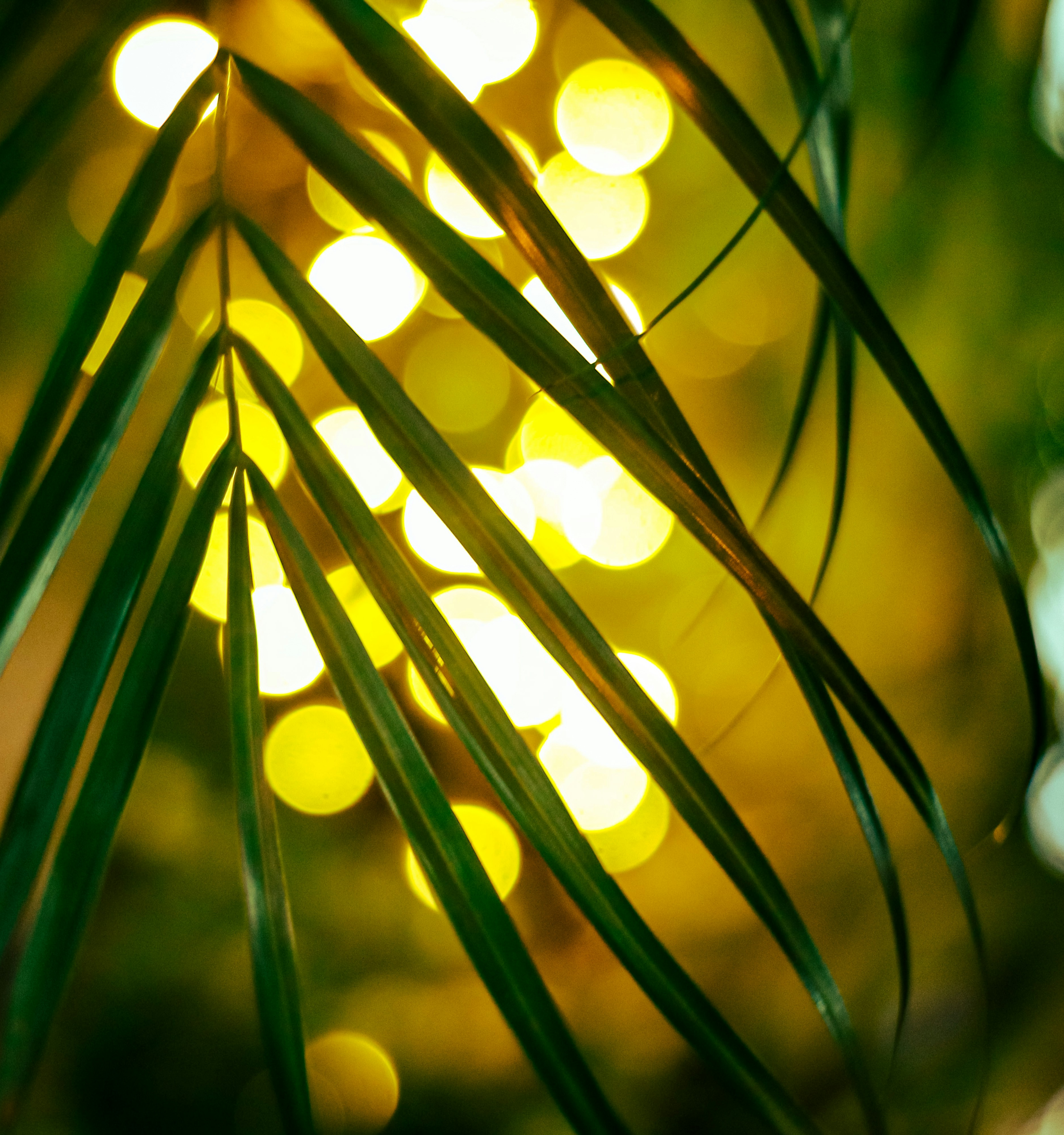 Orbs of Gold Among Slender Fronds
