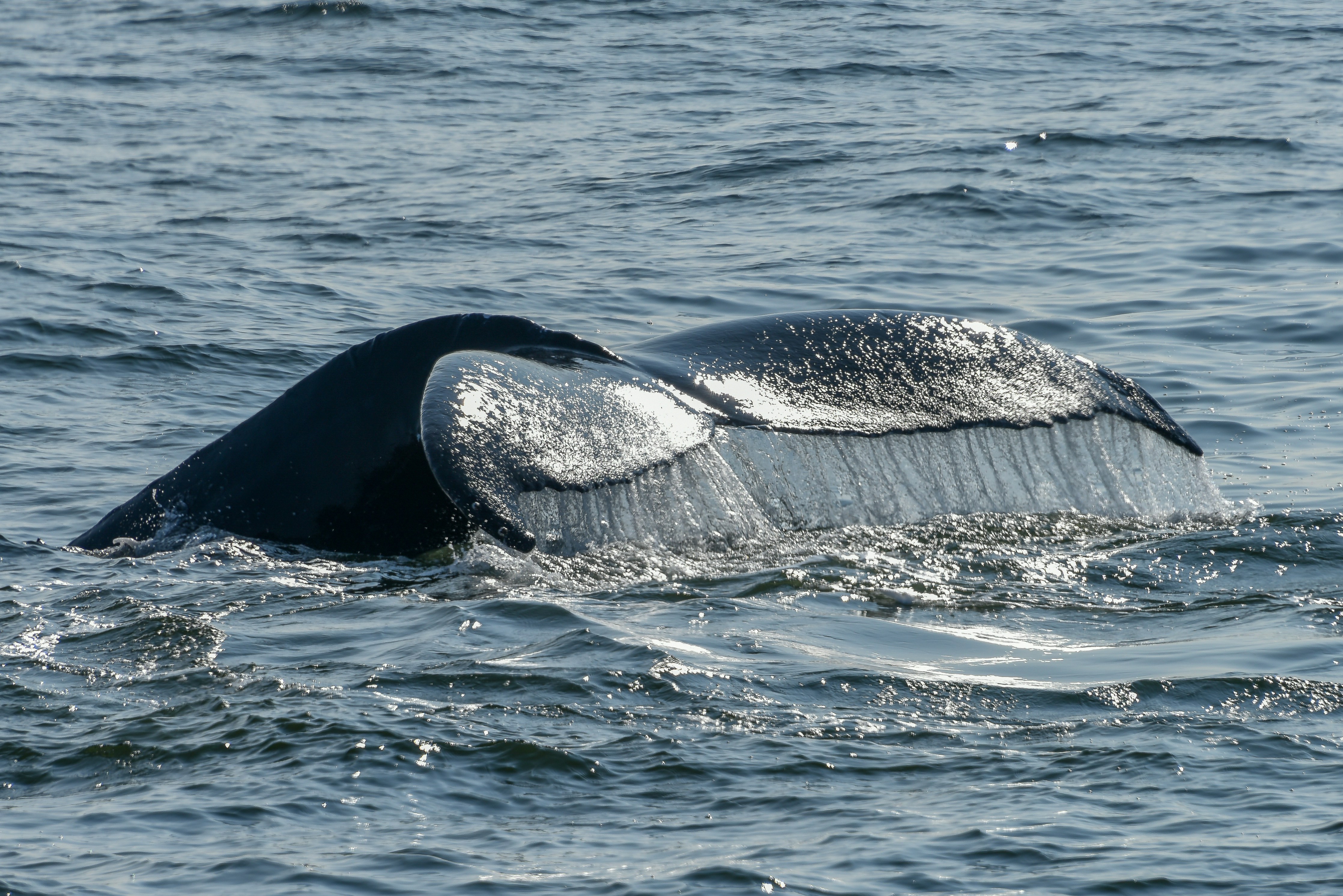 La queue d’une baleine grise sort de l’eau photo – Photo Etats-Unis ...