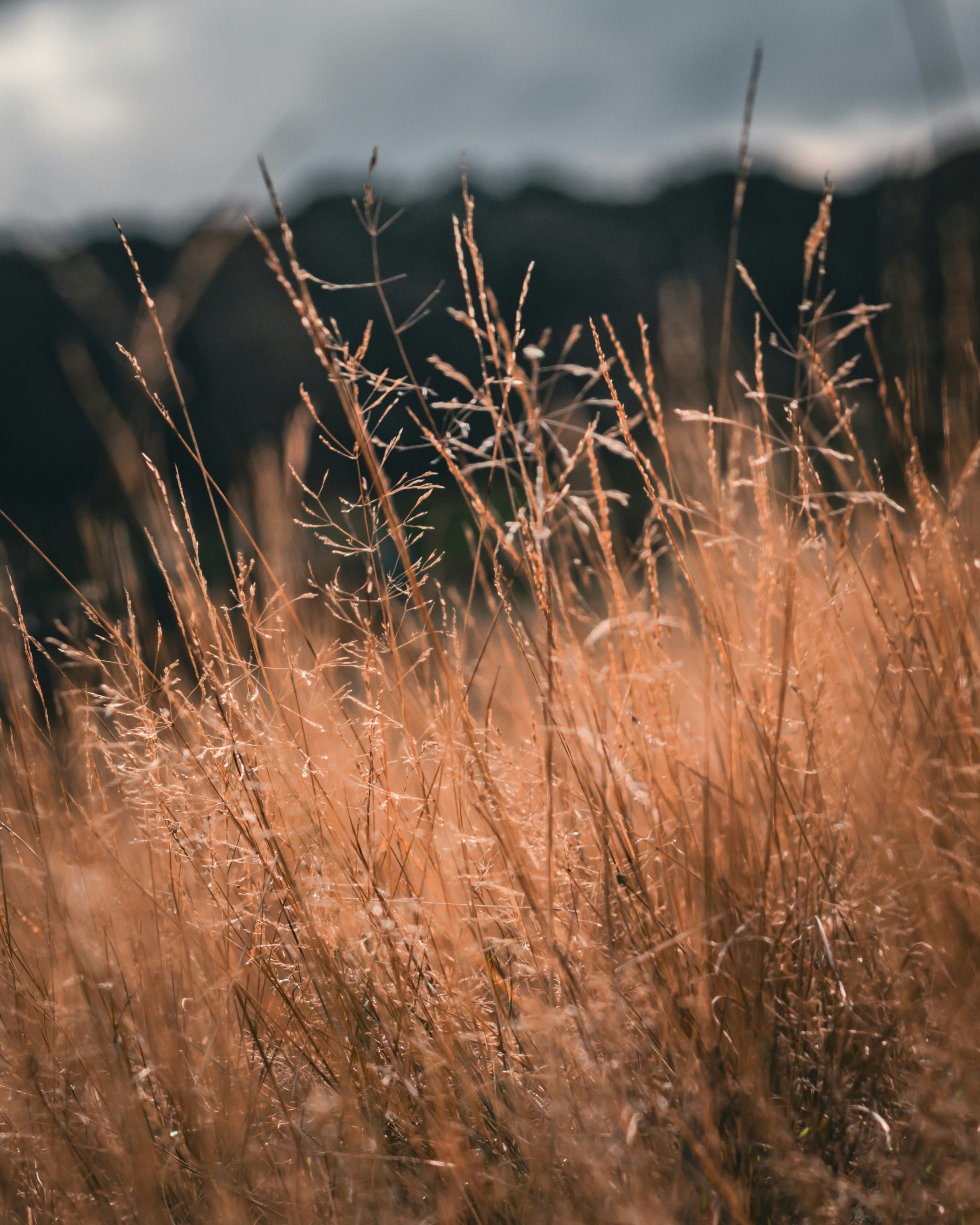 A field of tall brown grass with mountains in the background photo ...