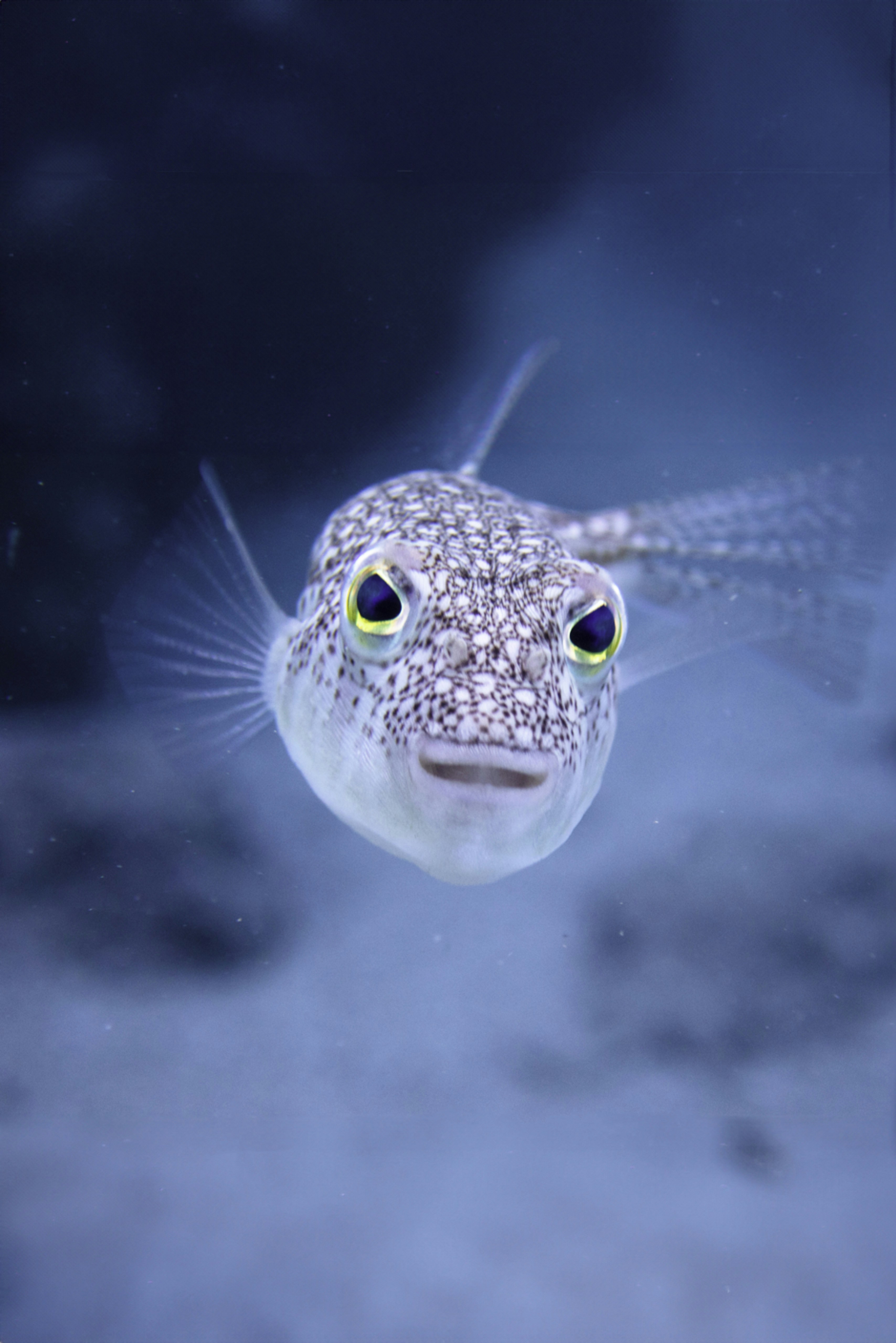 A close up of a puffer fish in the water photo – Free Background Image ...