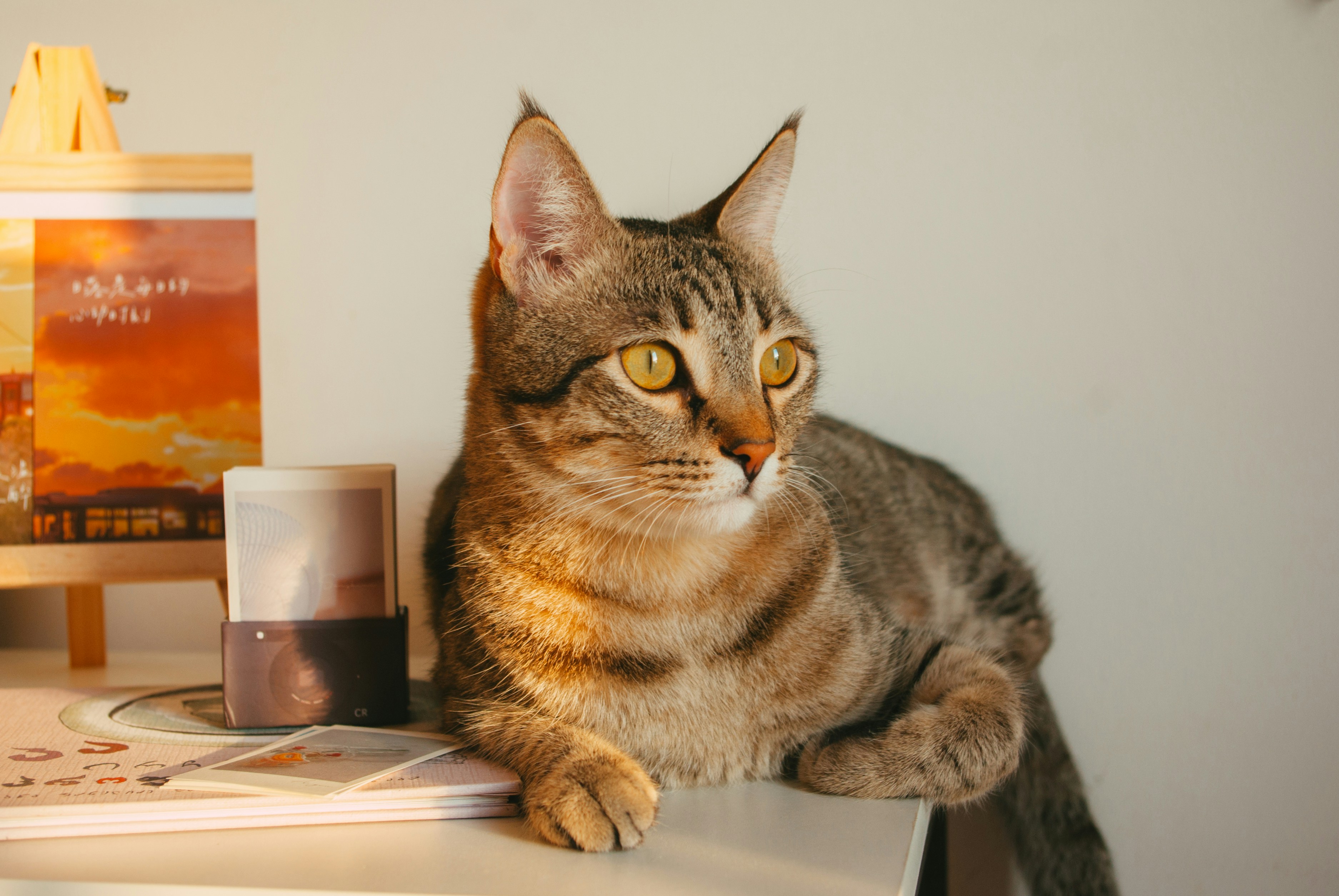 Understanding COPD Assessment Test (CAT)