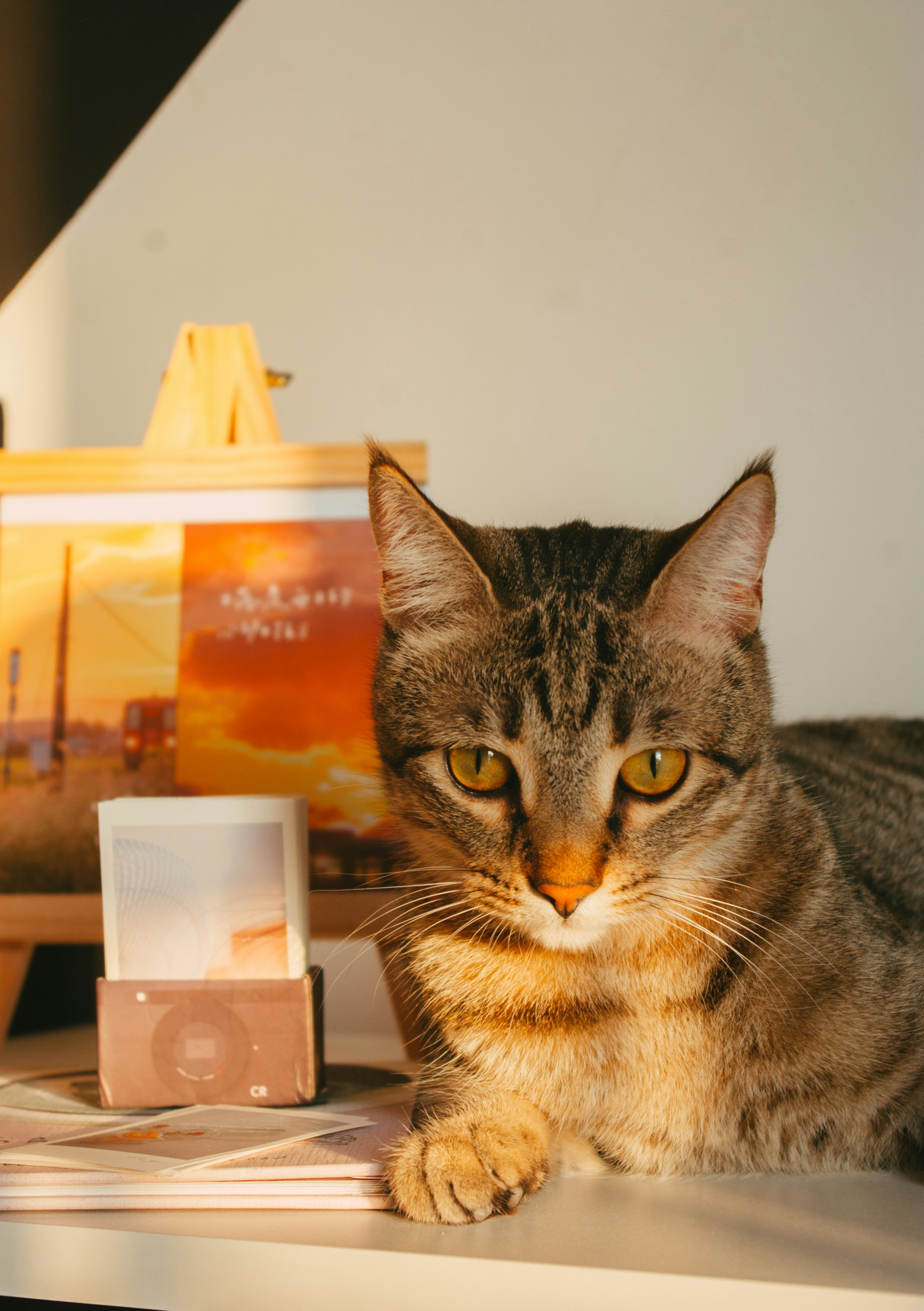 Amber-Eyed Cat Guarding a Sunlit Desk