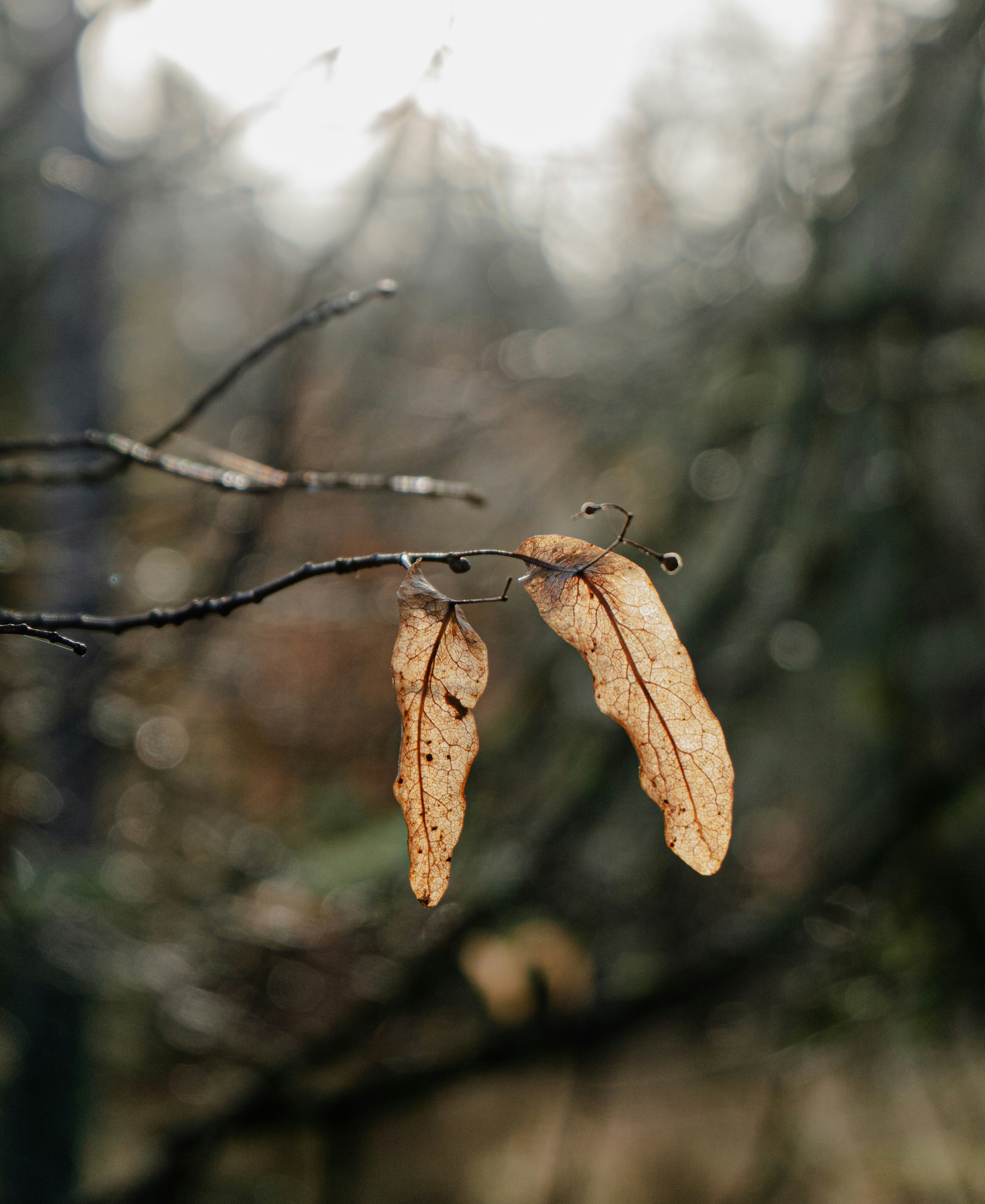Two Withered Leaves on a Silent Twig: Autumn's Quiet Portrait