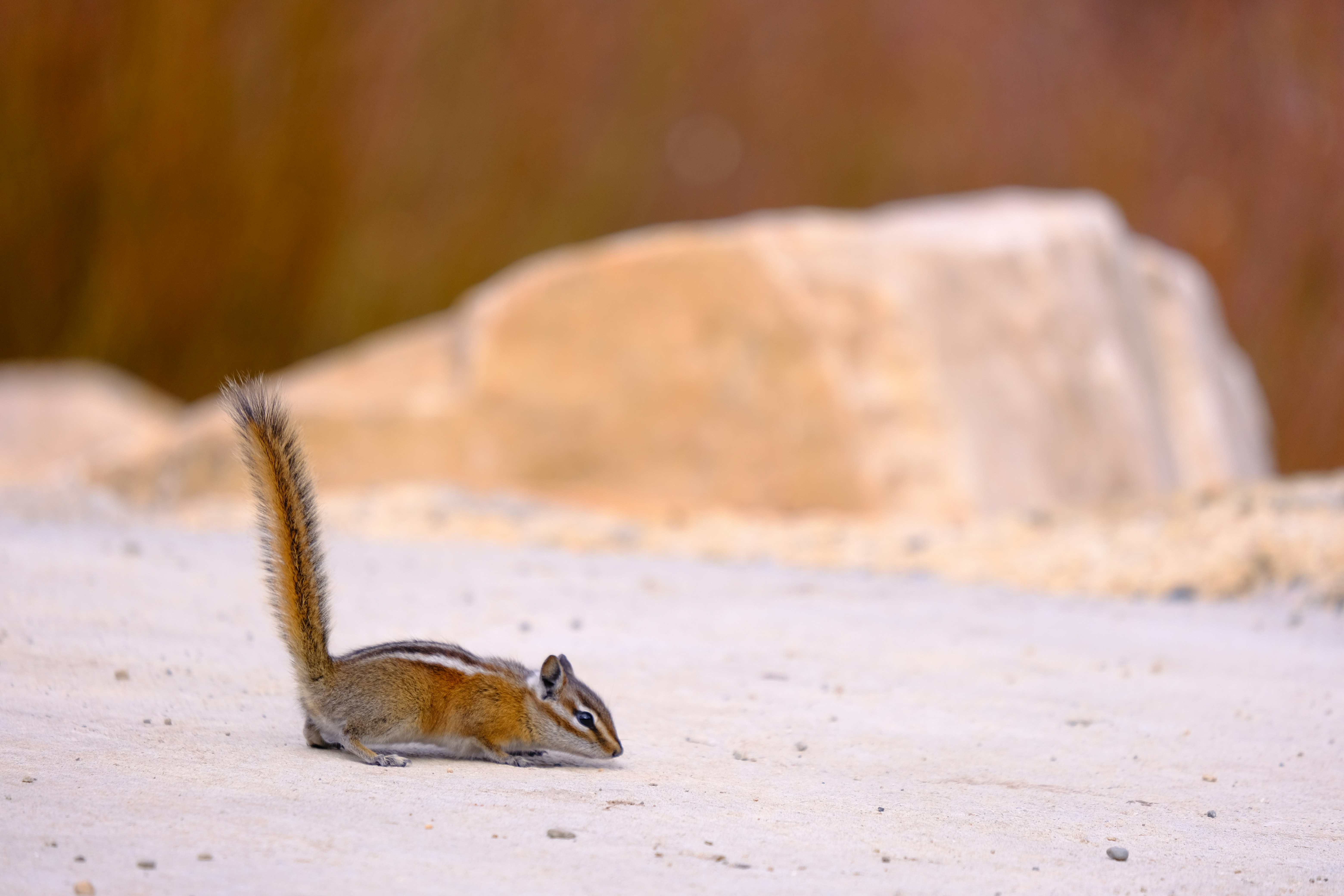 Grounded Squirrel: A Quiet Sentry on Sand and Stone
