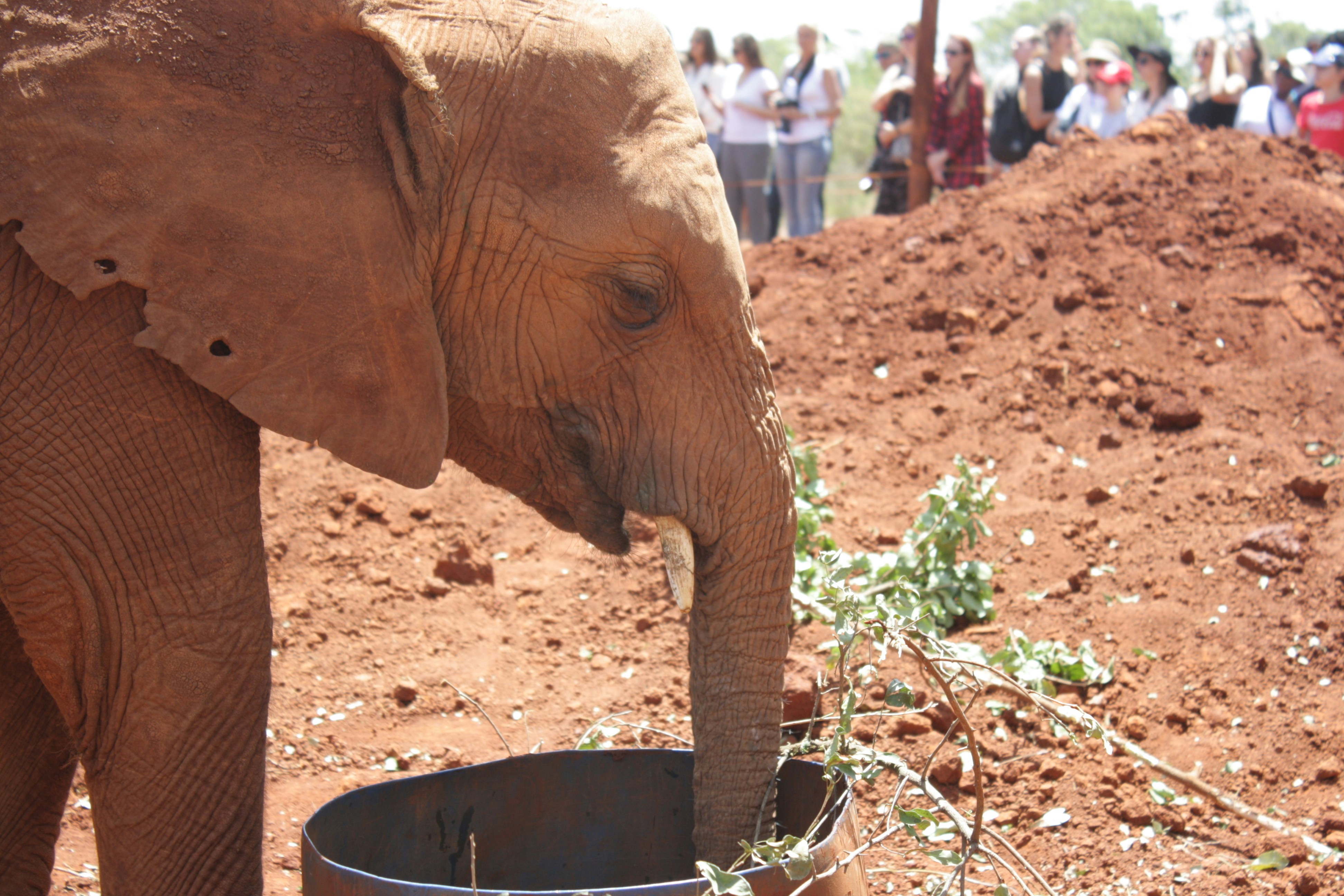 Trunk and Trough: An Elephant’s Quiet Drink Amid a Curious Crowd