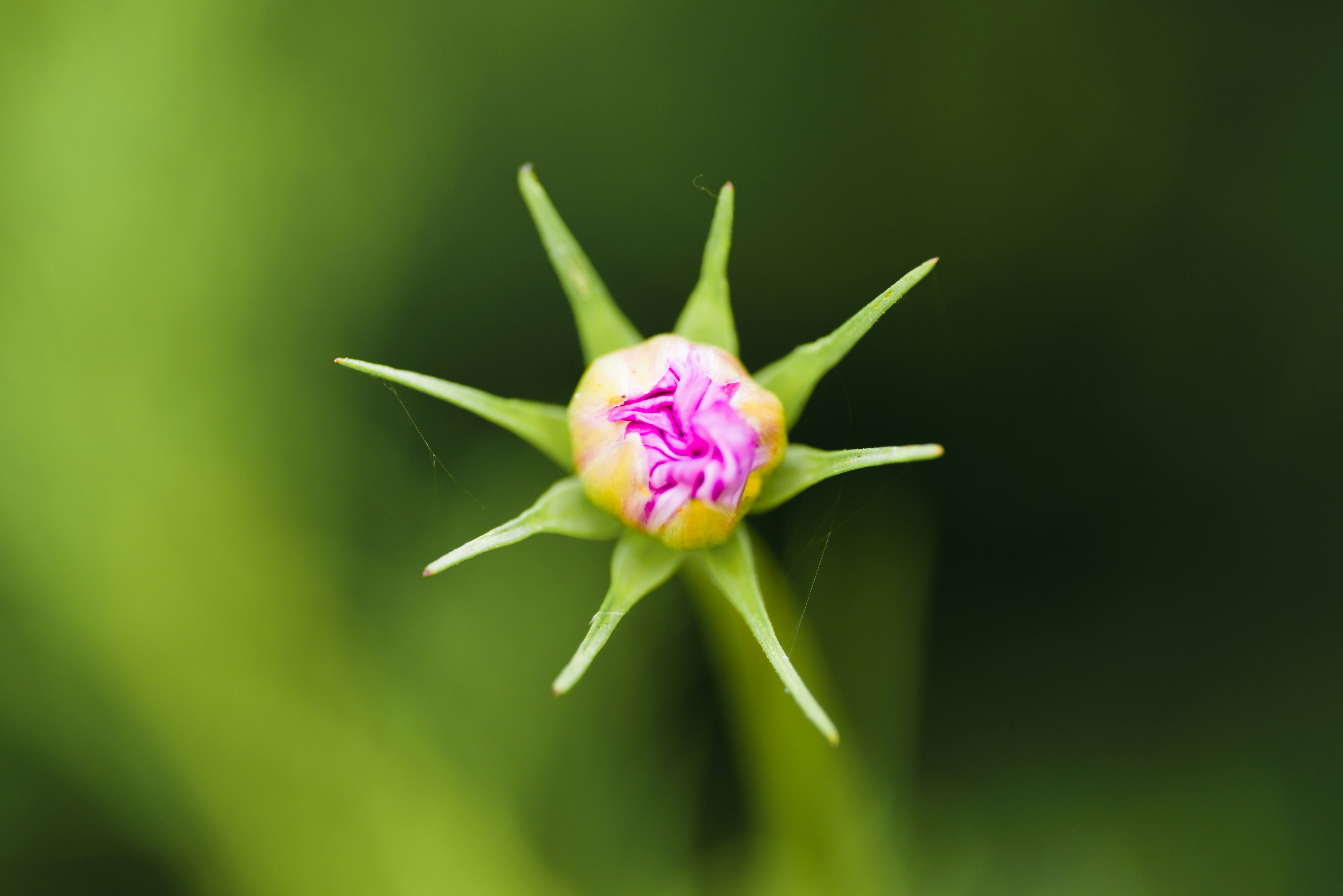 Close-up photograph of a pink-centered flower bud with green sepals, set against a soft green bokeh background.